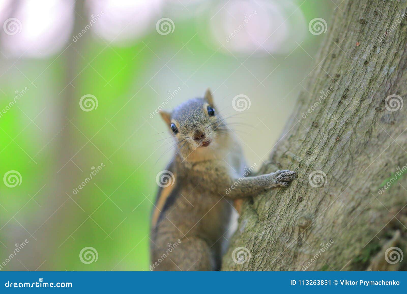 Chipmunk on a tree stock image. Image of summer, wild - 113263831