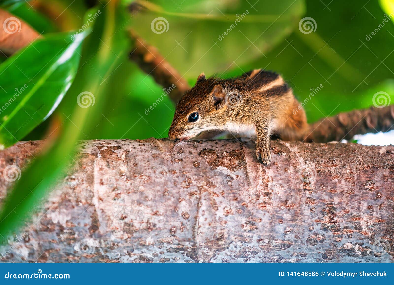 Chipmunk on a tree stock photo. Image of black, branch - 141648586