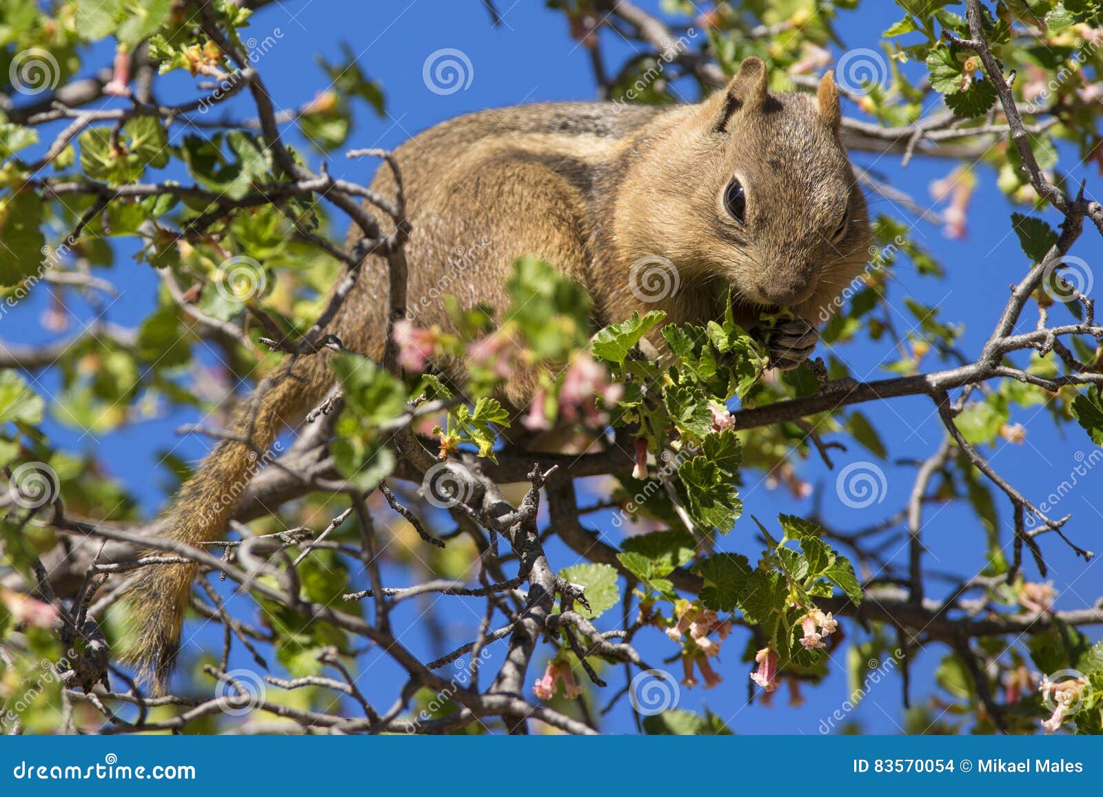 Chipmunk in tree stock photo. Image of white, nature - 83570054