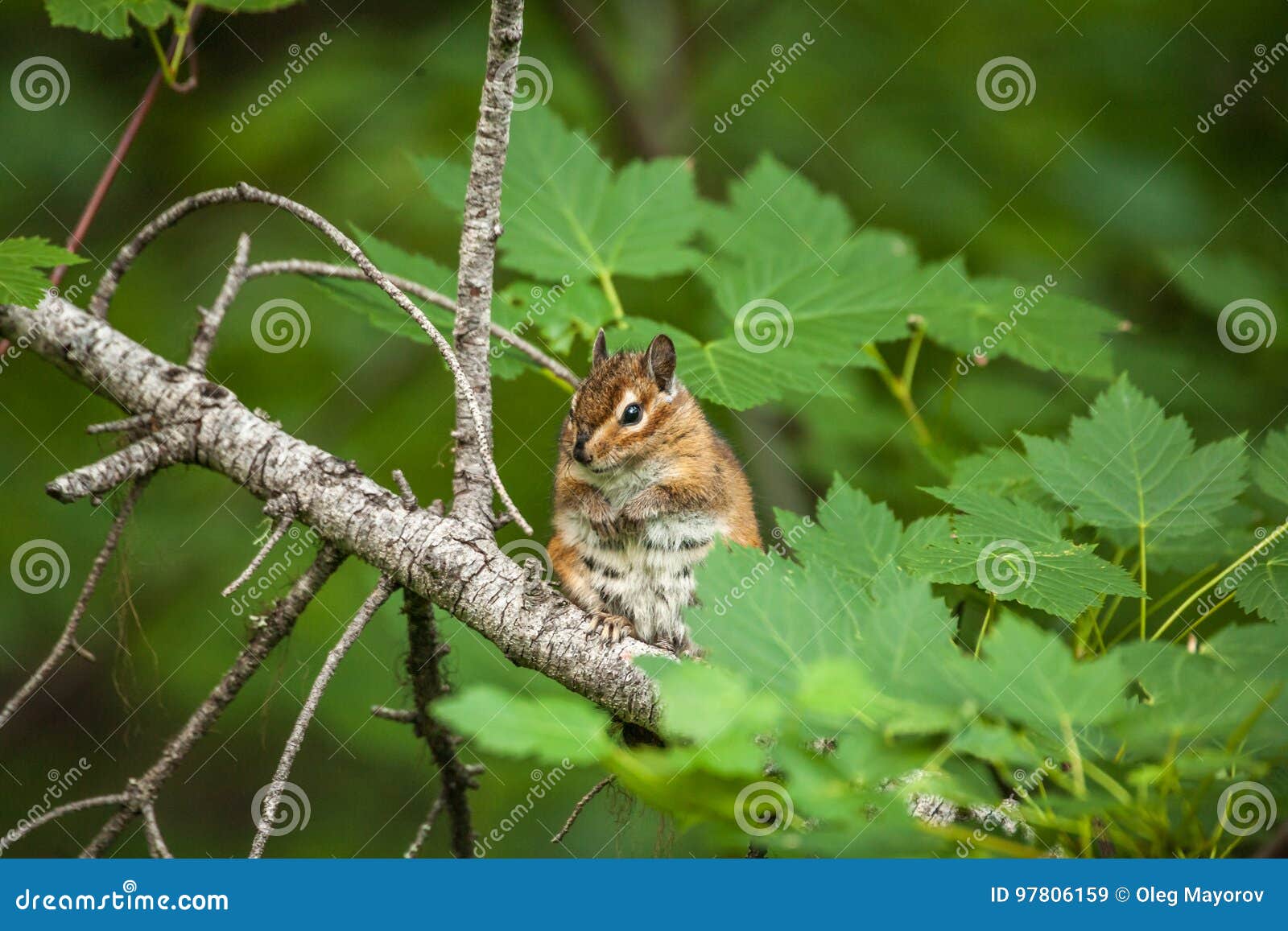 Chipmunk on the Tree with Green Leaves Stock Image - Image of detail ...