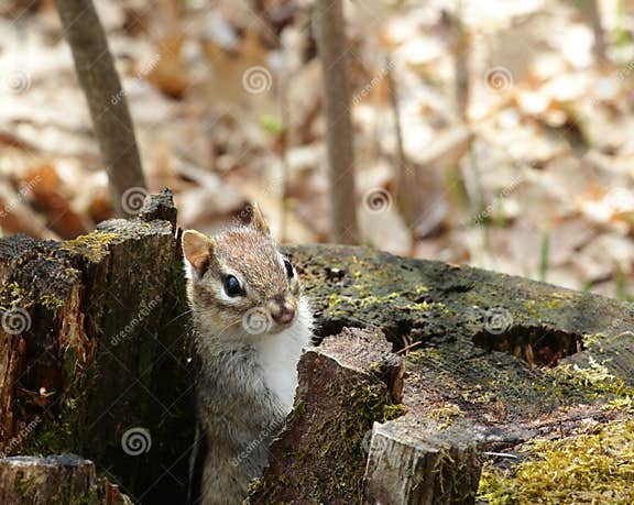 Chipmunk in a tree stump stock image. Image of rabies - 31306999