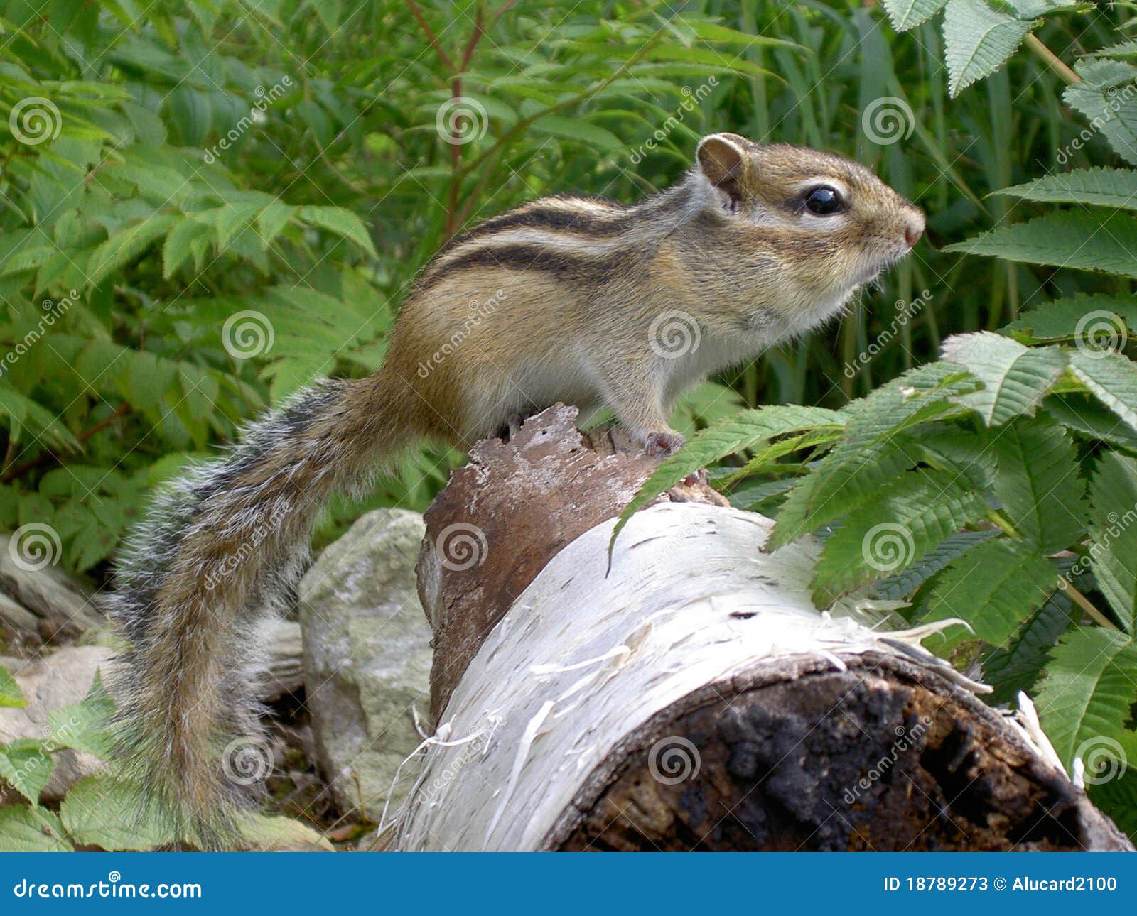 Chipmunk on tree trunk stock image. Image of outdoors - 18789273