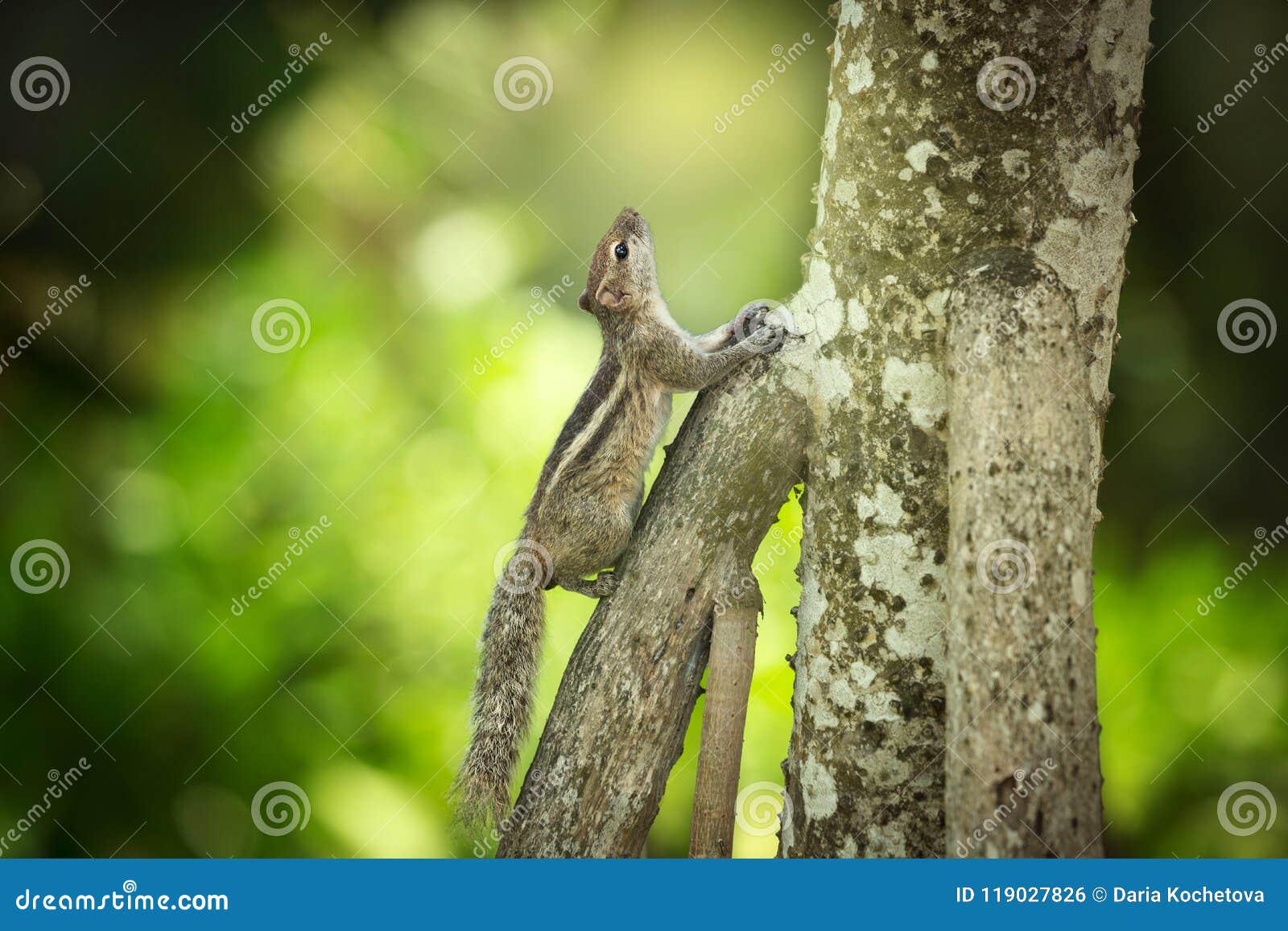 Chipmunk on the tree trunk stock photo. Image of fauna - 119027826