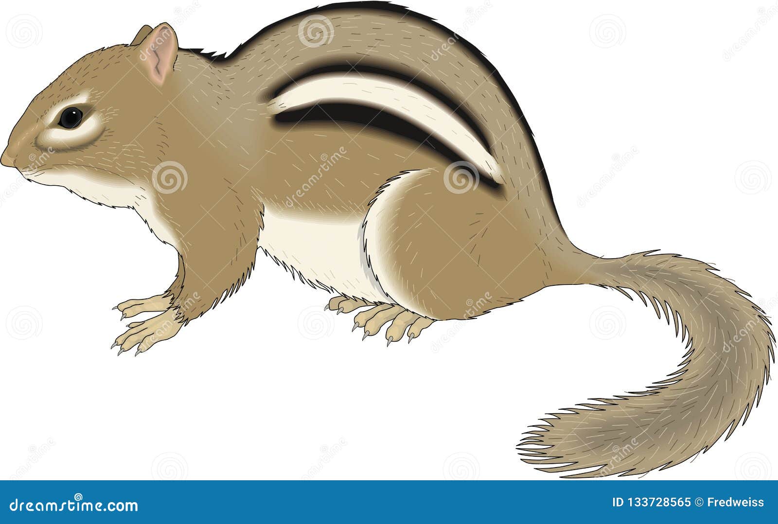 Chipmunk Vector Illustration Stock Vector - Illustration of wild ...