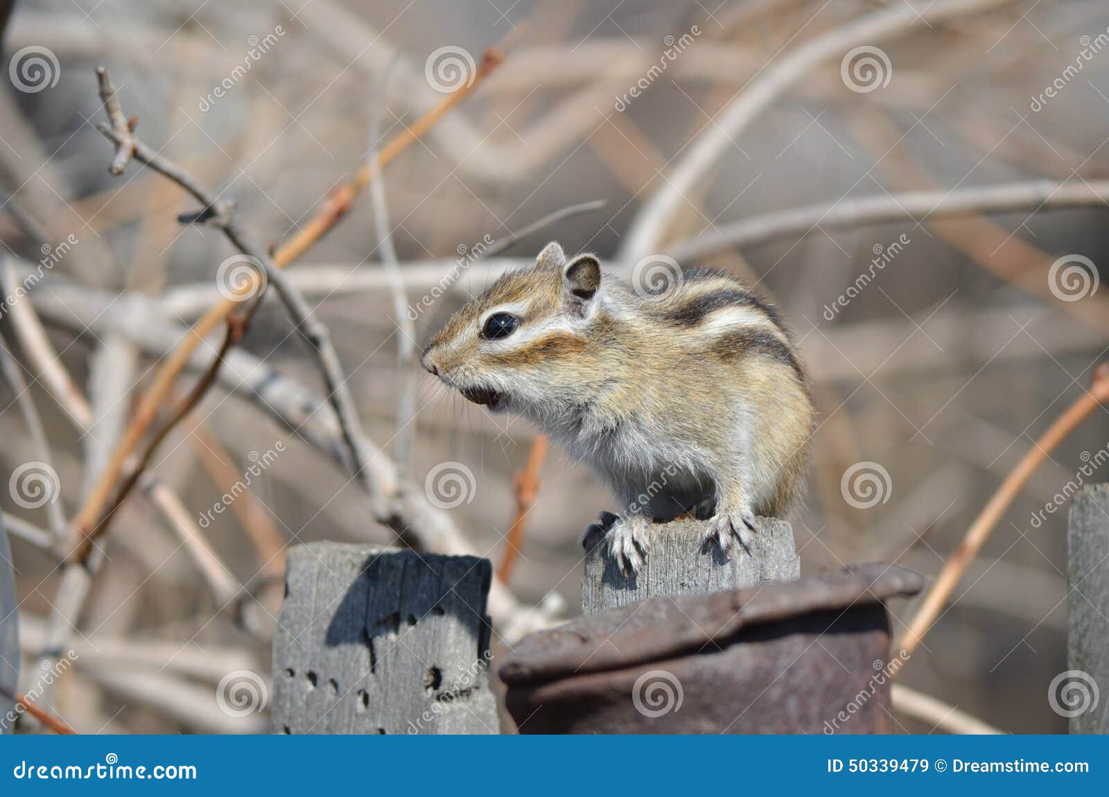 Chipmunk stock image. Image of chipmunk, animals, walk - 50339479