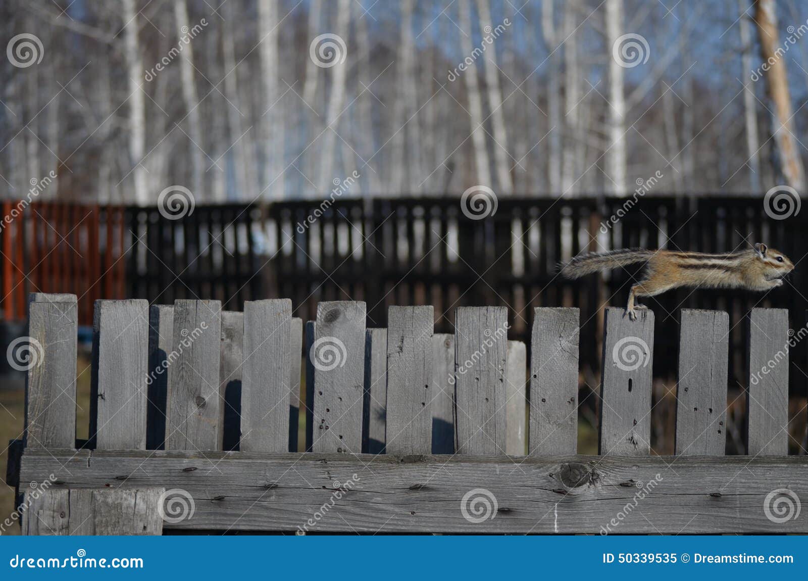 Chipmunk stock image. Image of wildlife, rodent, chipmunk - 50339535