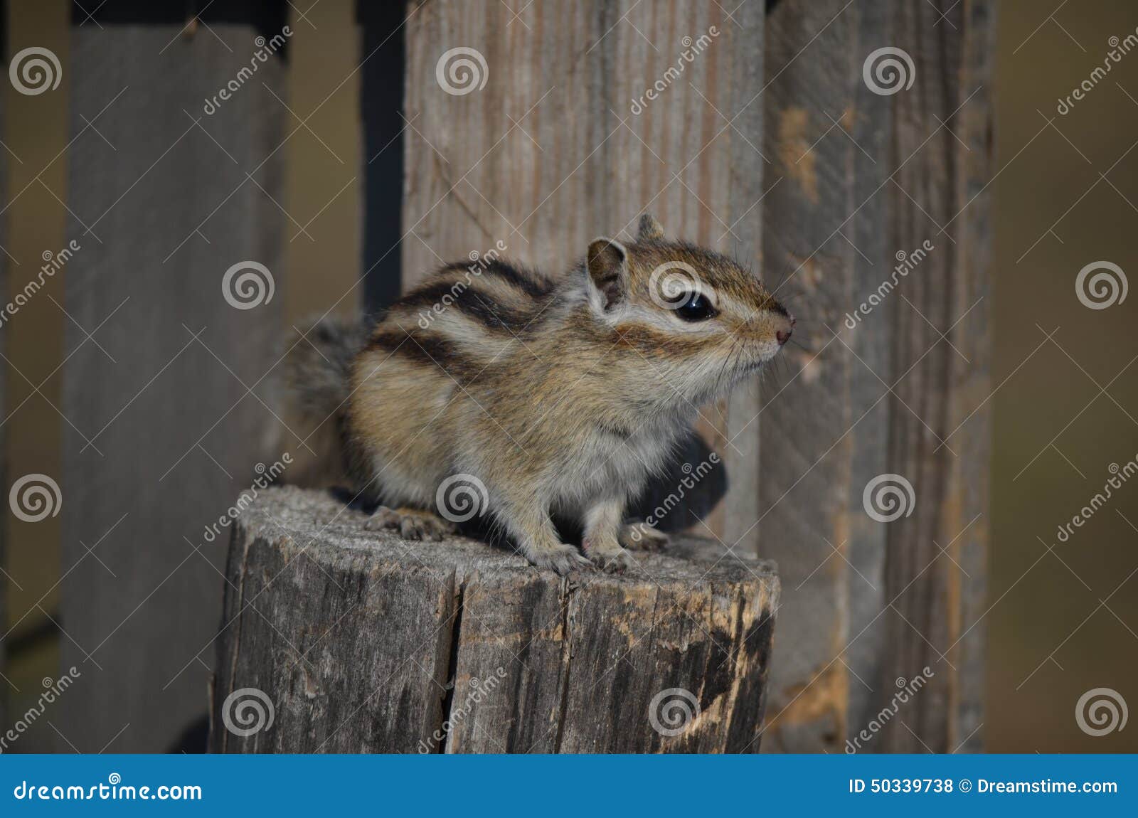 Chipmunk stock photo. Image of chip, mammal, striped - 50339738