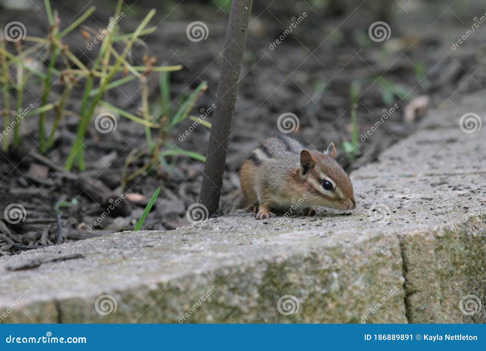 Chipmunk Walking Across Bricks Stock Image - Image of emoji, funny ...
