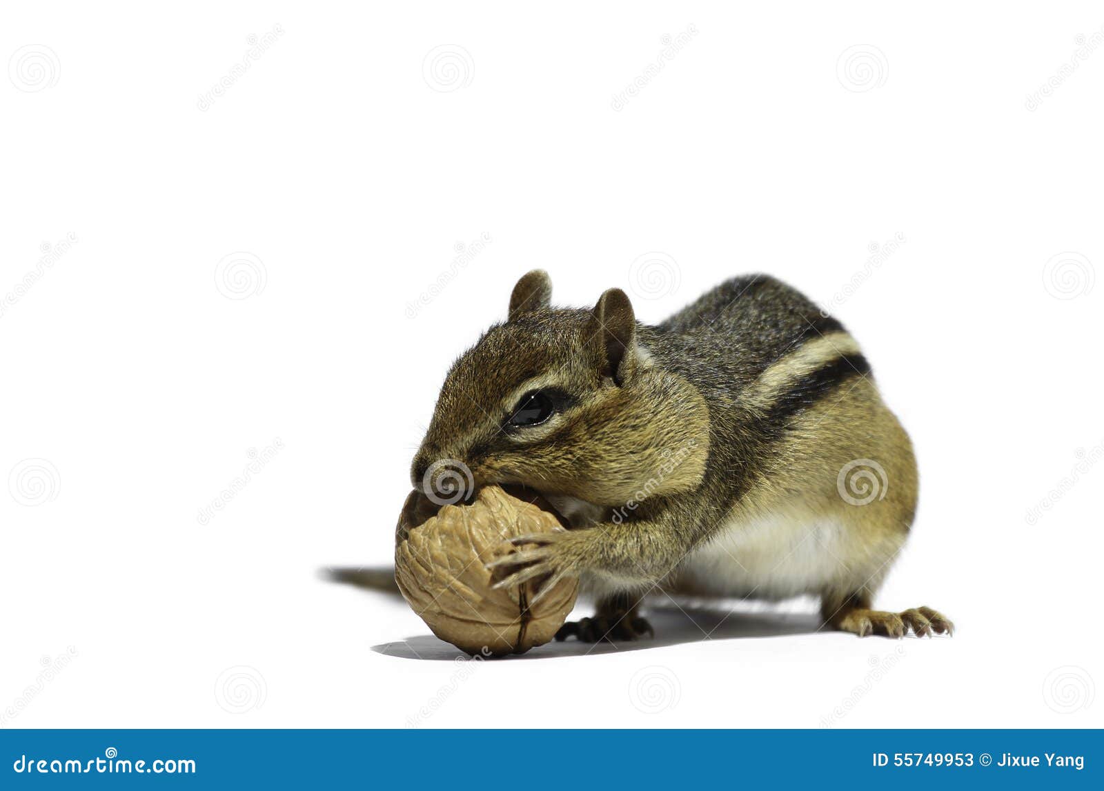 Chipmunk and Walnut stock image. Image of eating, walnut - 55749953