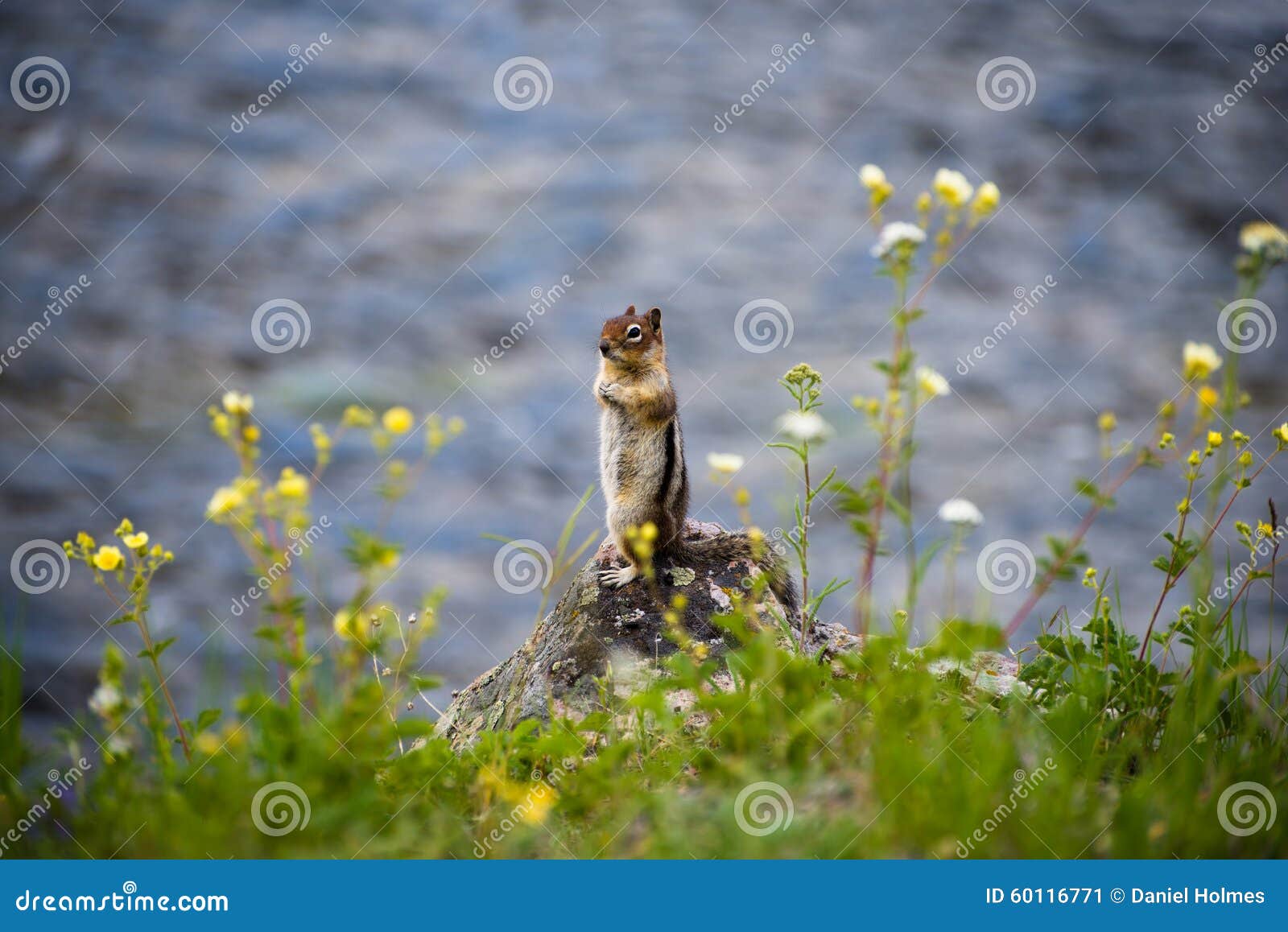 Chipmunk by the Water stock image. Image of standing - 60116771
