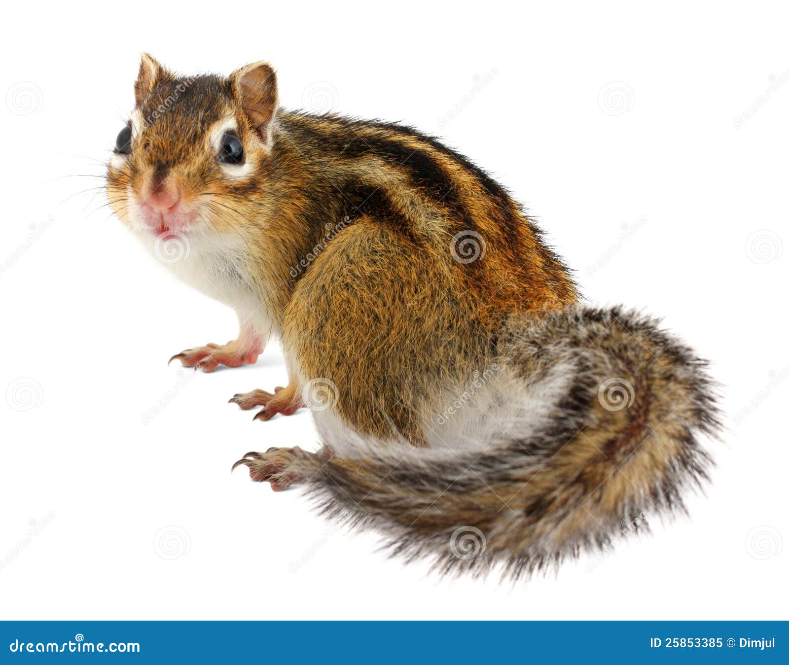 Chipmunk On White Royalty Free Stock Photo - Image: 25853385