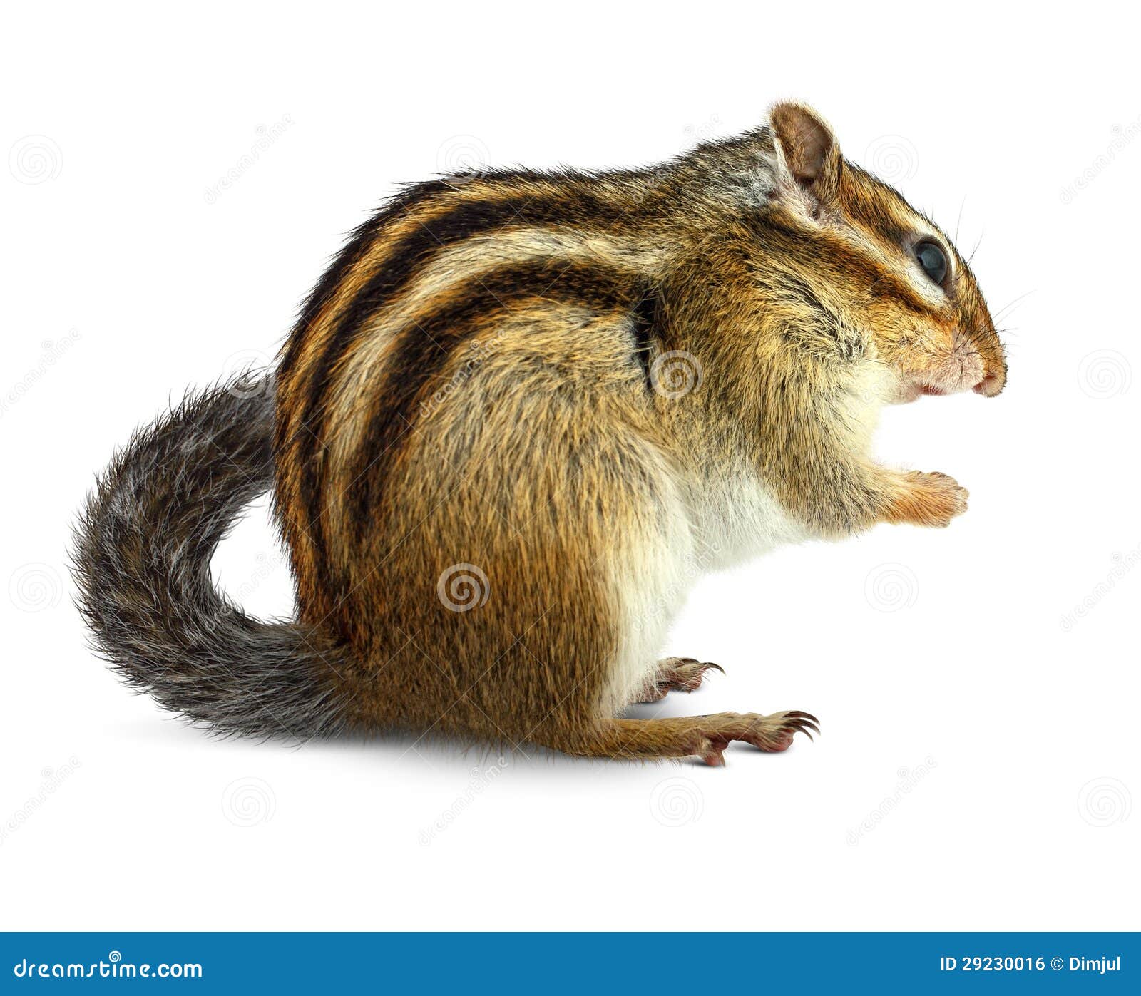 Chipmunk Stock Image | CartoonDealer.com #41983783