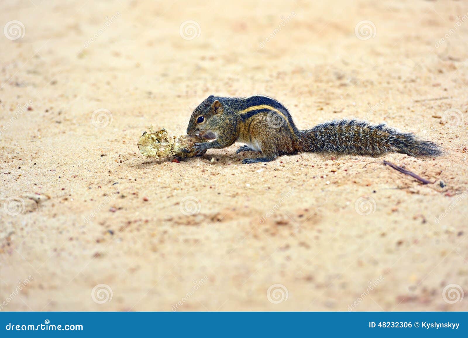 Chipmunk stock photo. Image of planet, forest, vilpatu - 48232306