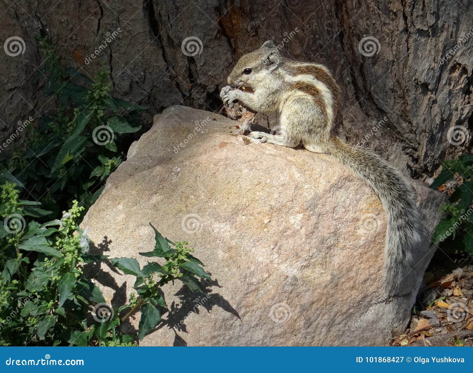 Chipmunk in the wildlife stock image. Image of chipmunk - 101868427