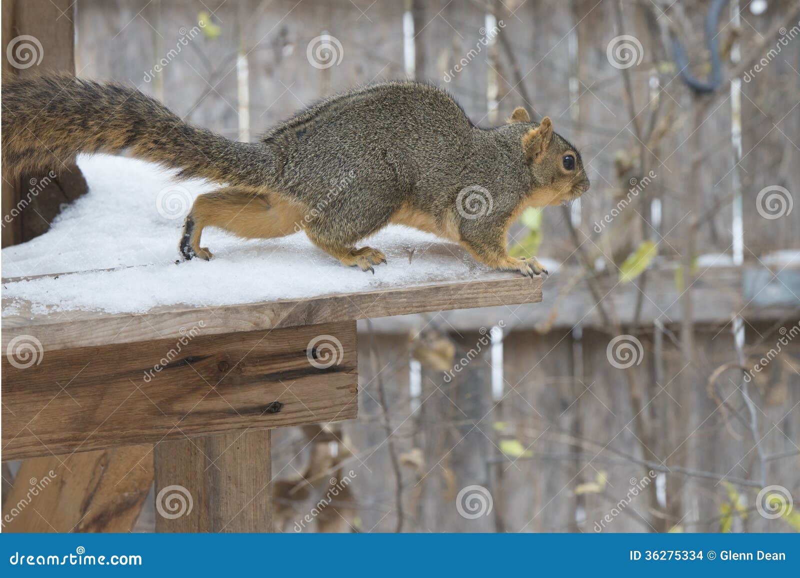 Chipmunk in the Winter Snow Stock Photo - Image of snow, wood: 36275334