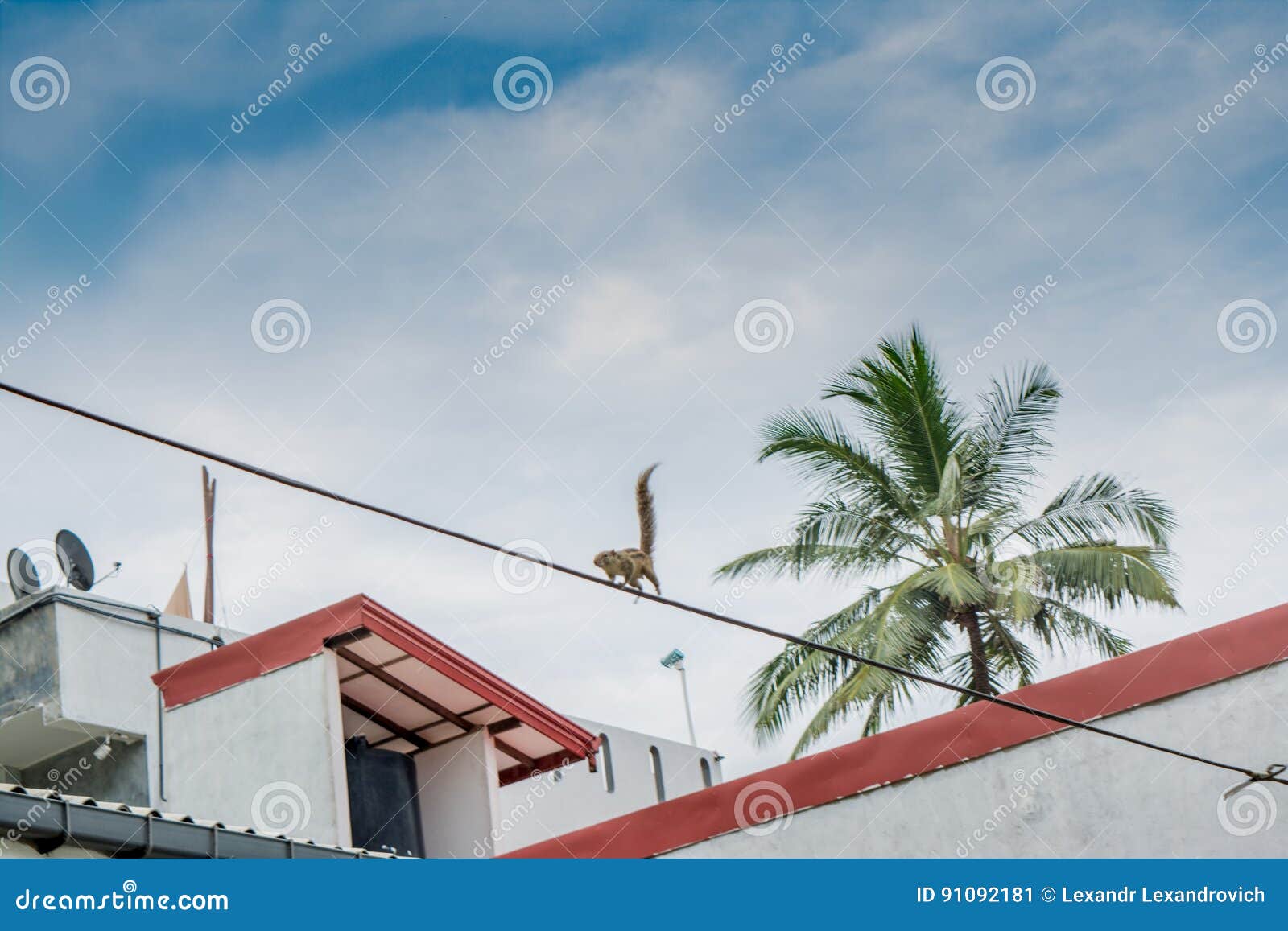 Chipmunk on the wire stock image. Image of dark, apes - 91092181