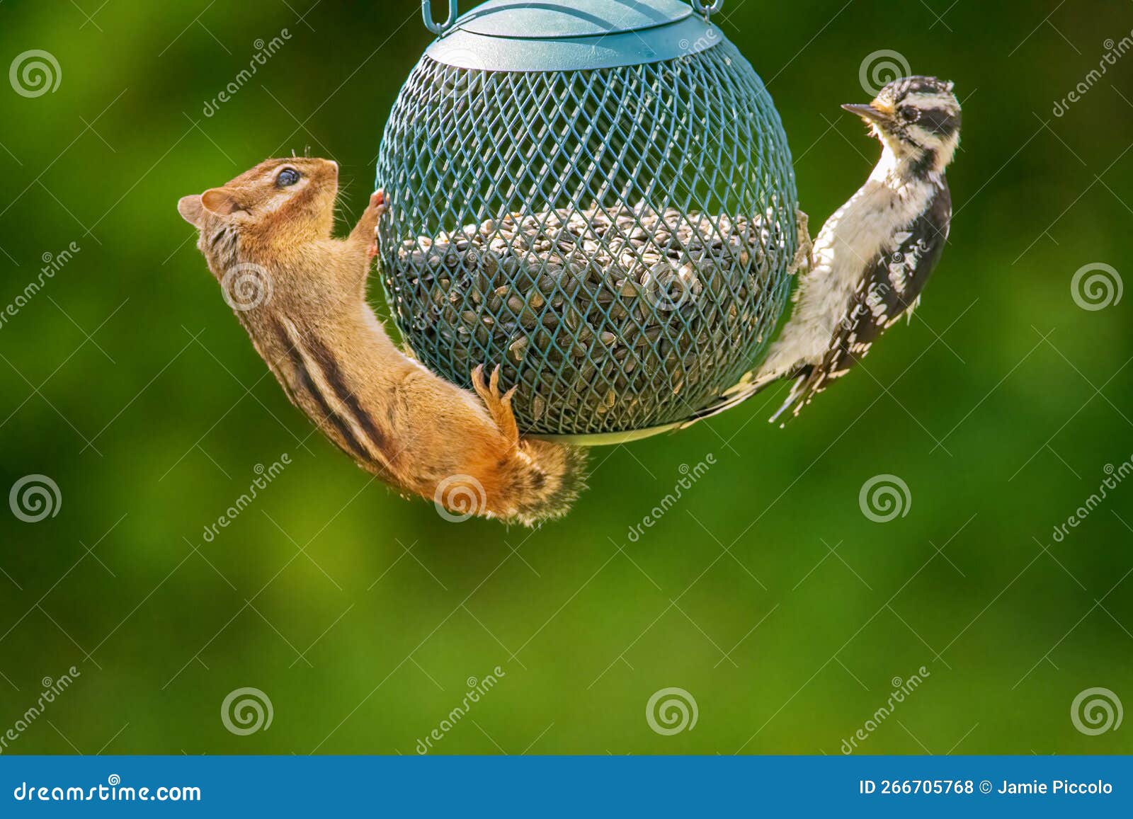 Chipmunk and Woodpecker Eating Stock Photo - Image of branch, beak ...