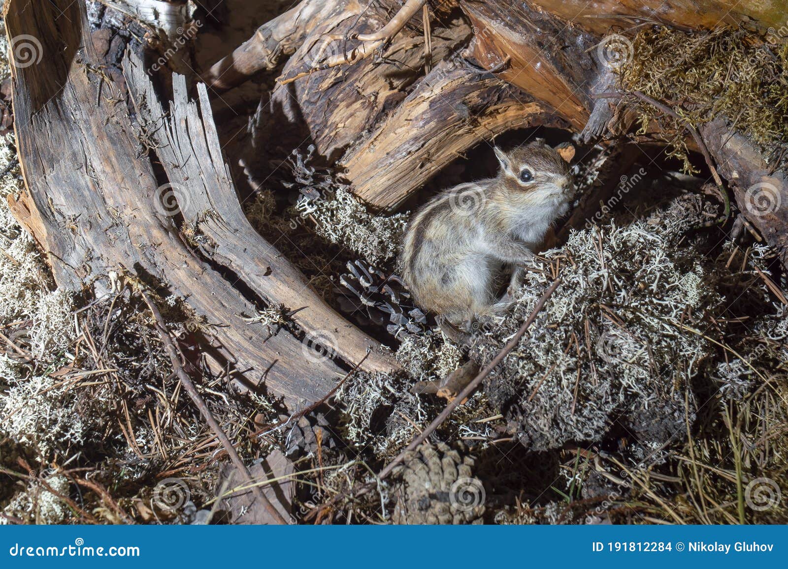 Chipmunk in Woods. Hiding for Hunting. Front and Side View. Stuffed ...