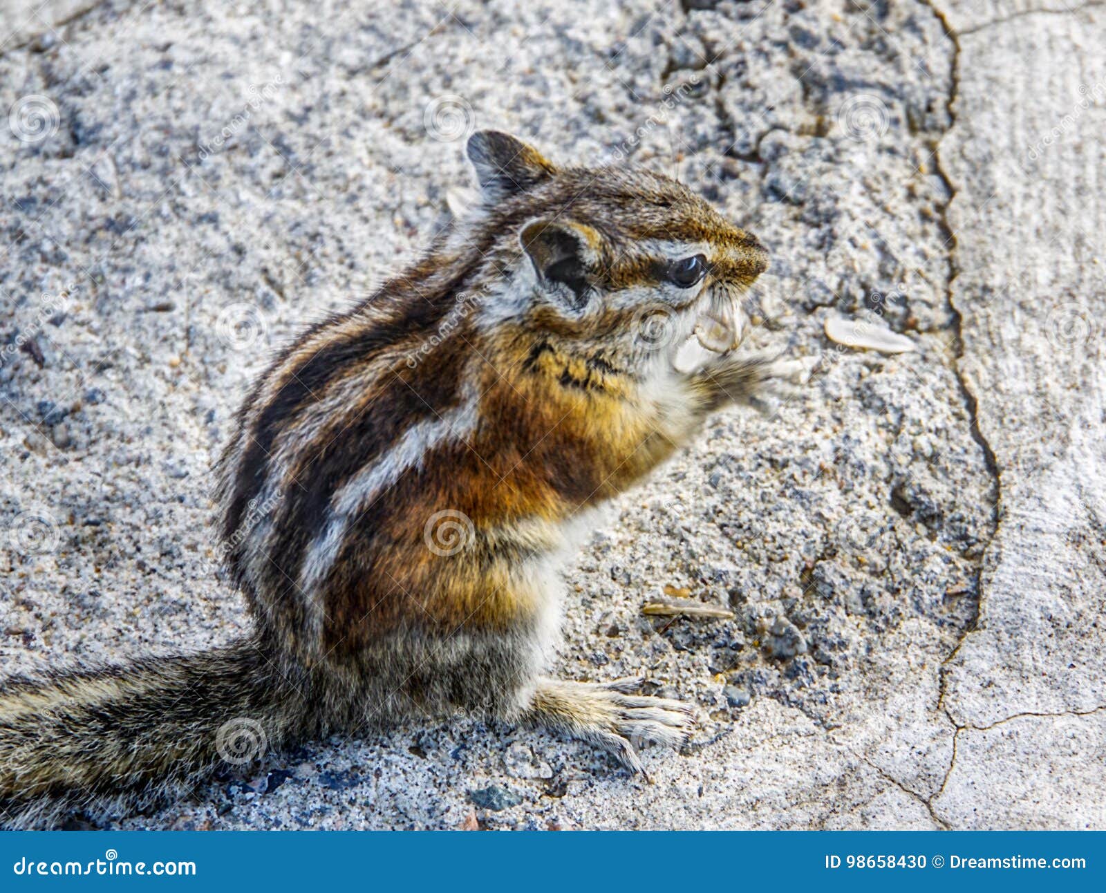 Chipmunk stock photo. Image of stone, beartooth, montana - 98658430
