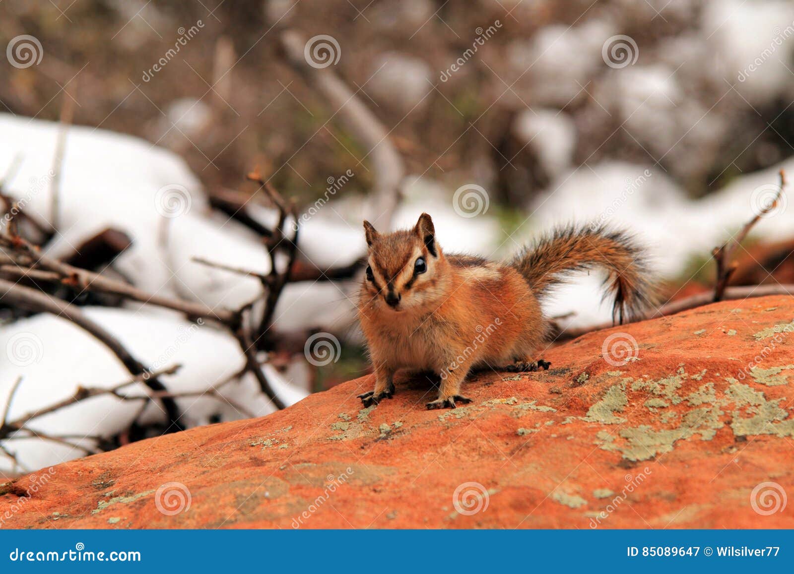 Chipmunk stock image. Image of fork, destinations, nature - 85089647