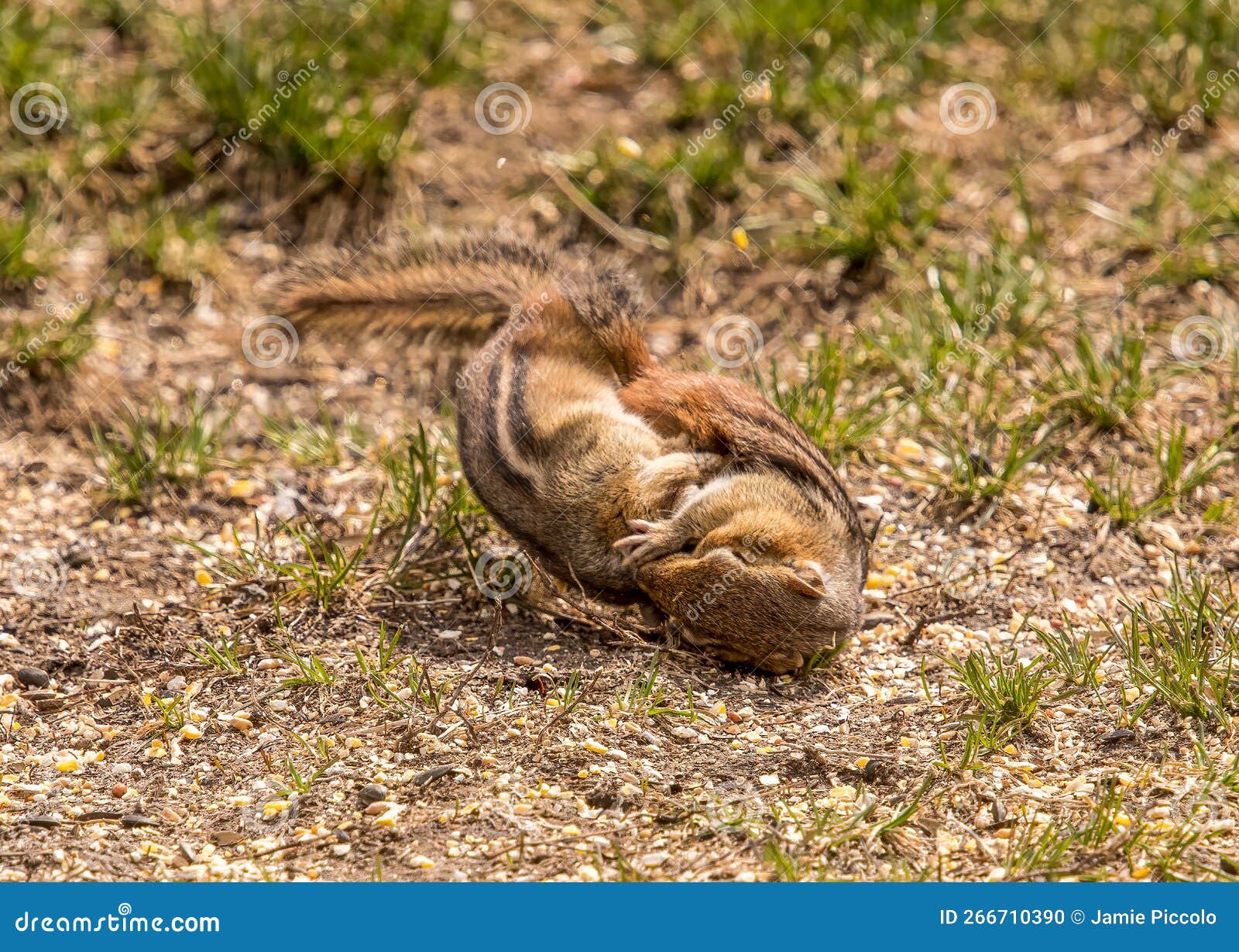 Chipmunks Fighting for Nuts Stock Photo - Image of waterfowl, wildlife ...