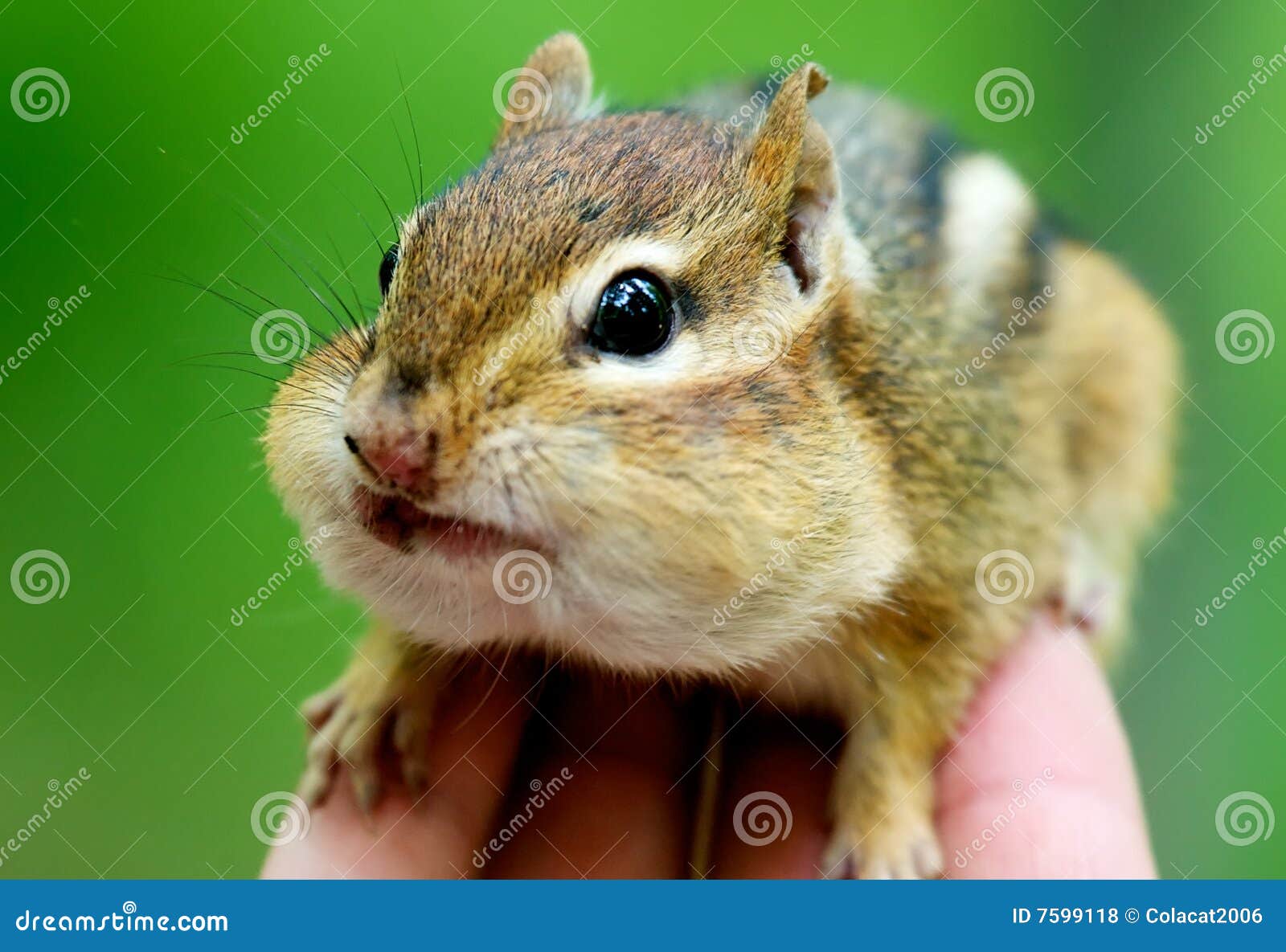 Chipmunks on hand stock photo. Image of mammal, humor - 7599118
