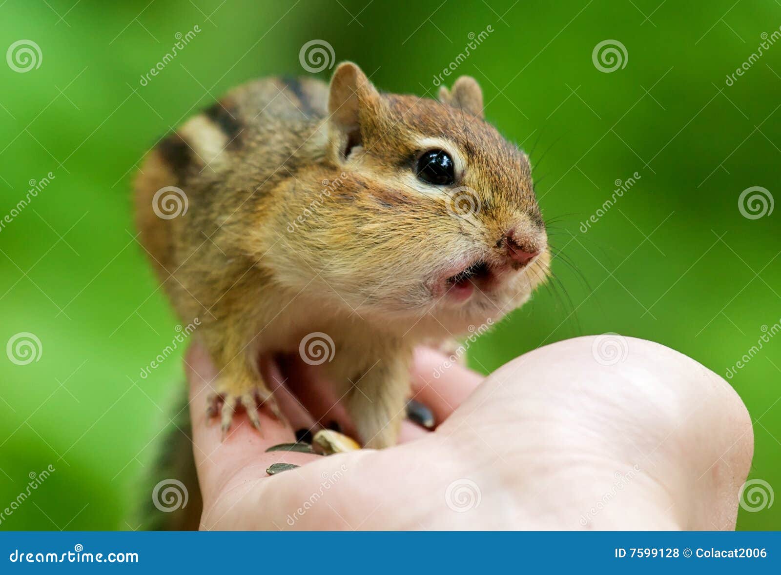 Chipmunks on hand stock photo. Image of botanical, seed - 7599128