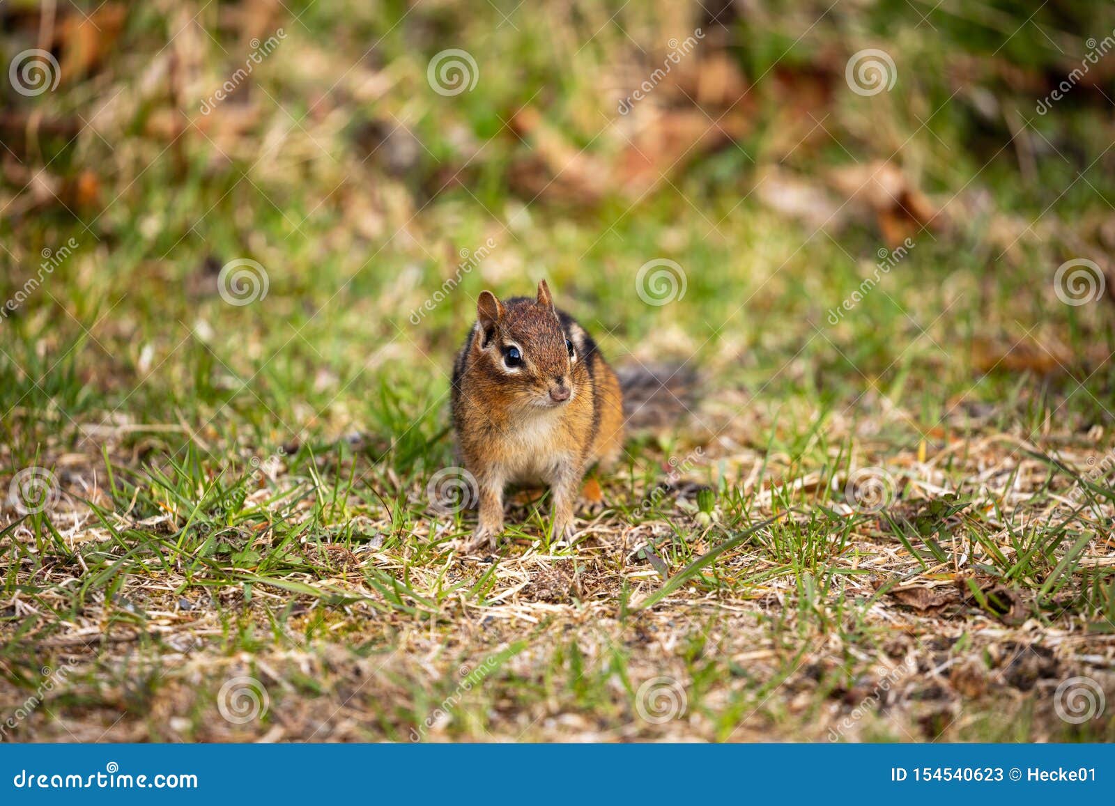 Chipmunks of the Pukaskwa Forest in Canada Stock Image - Image of park ...