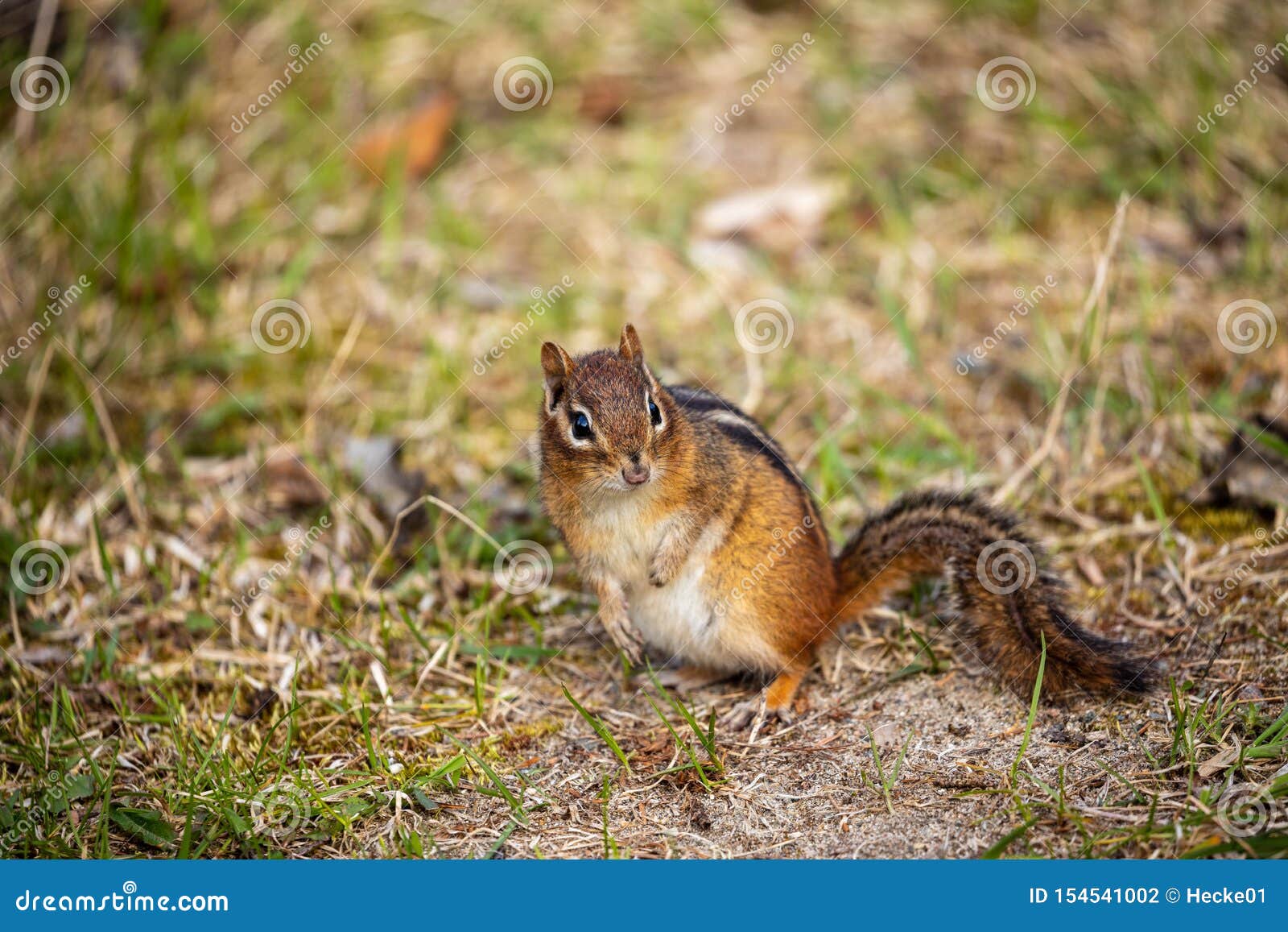 Chipmunks of the Pukaskwa Forest in Canada Stock Photo - Image of tail ...