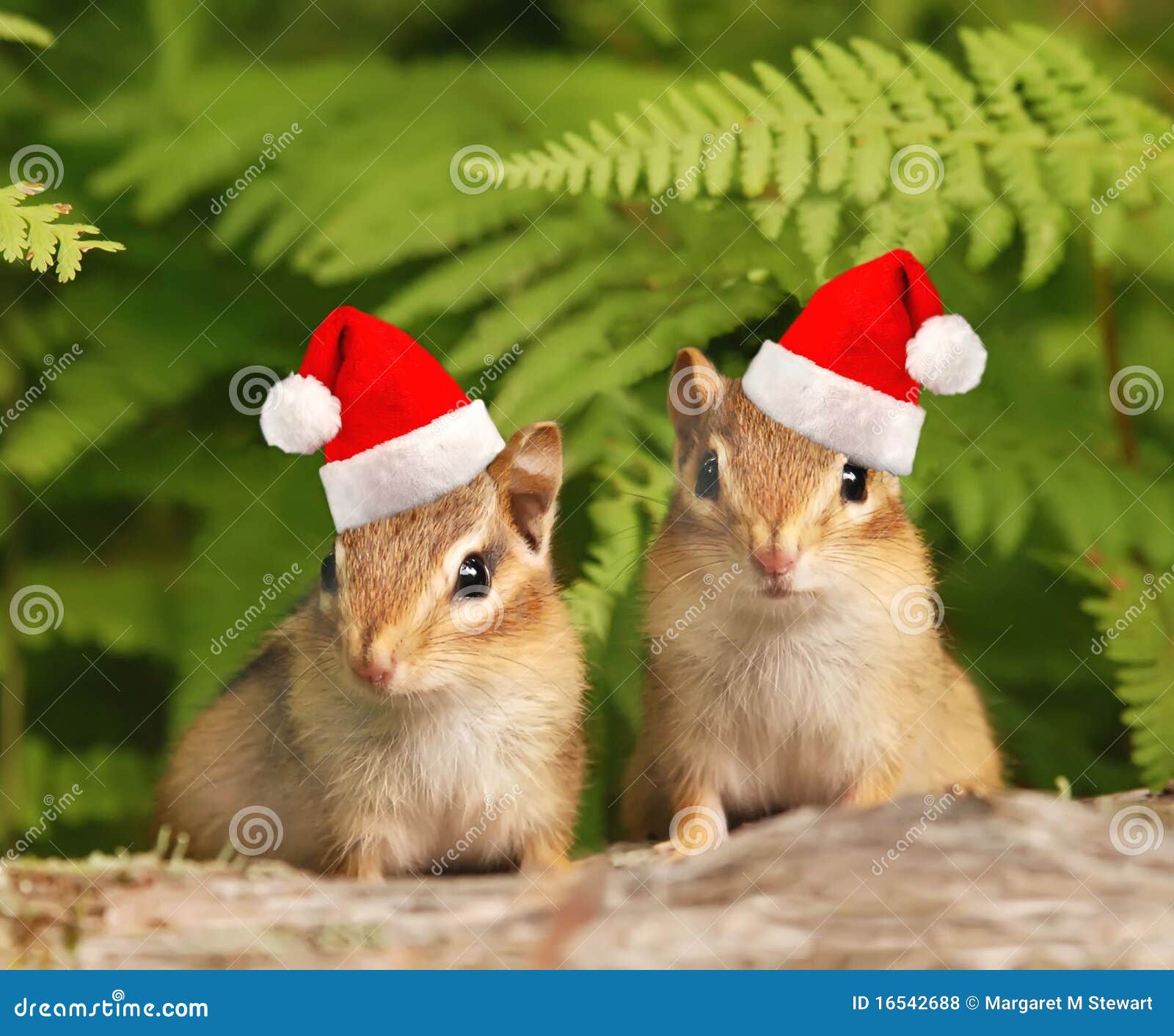 Chipmunks santa στοκ εικόνες. εικόνα από wildlife, babylonia - 16542688