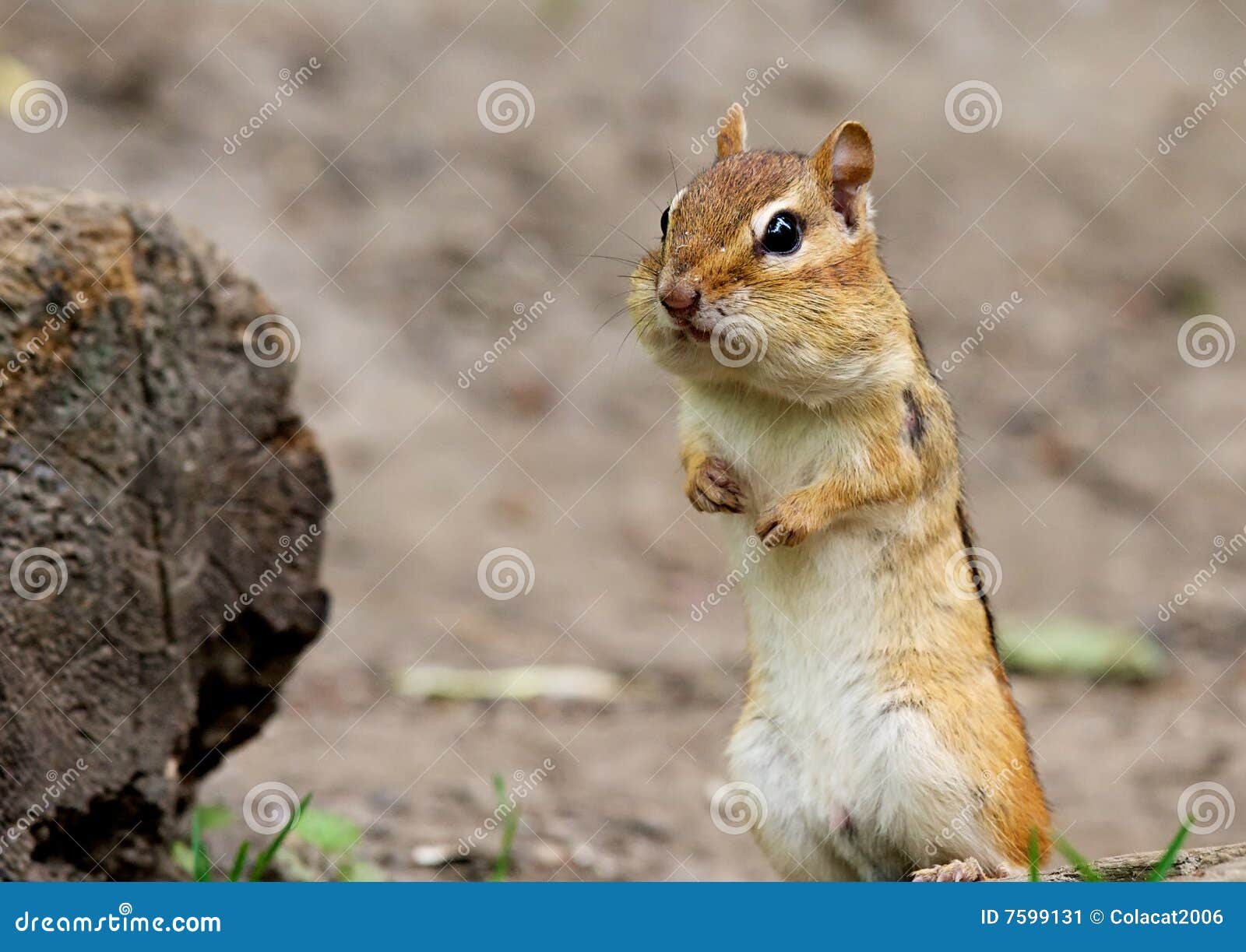 Chipmunks standing stock image. Image of bush, royal, playing - 7599131