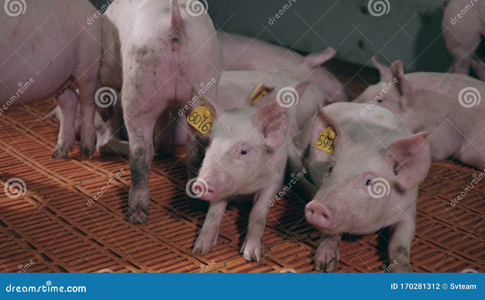Chipped Pigs are Lying on the Floor at the Farm Stock Footage - Video ...