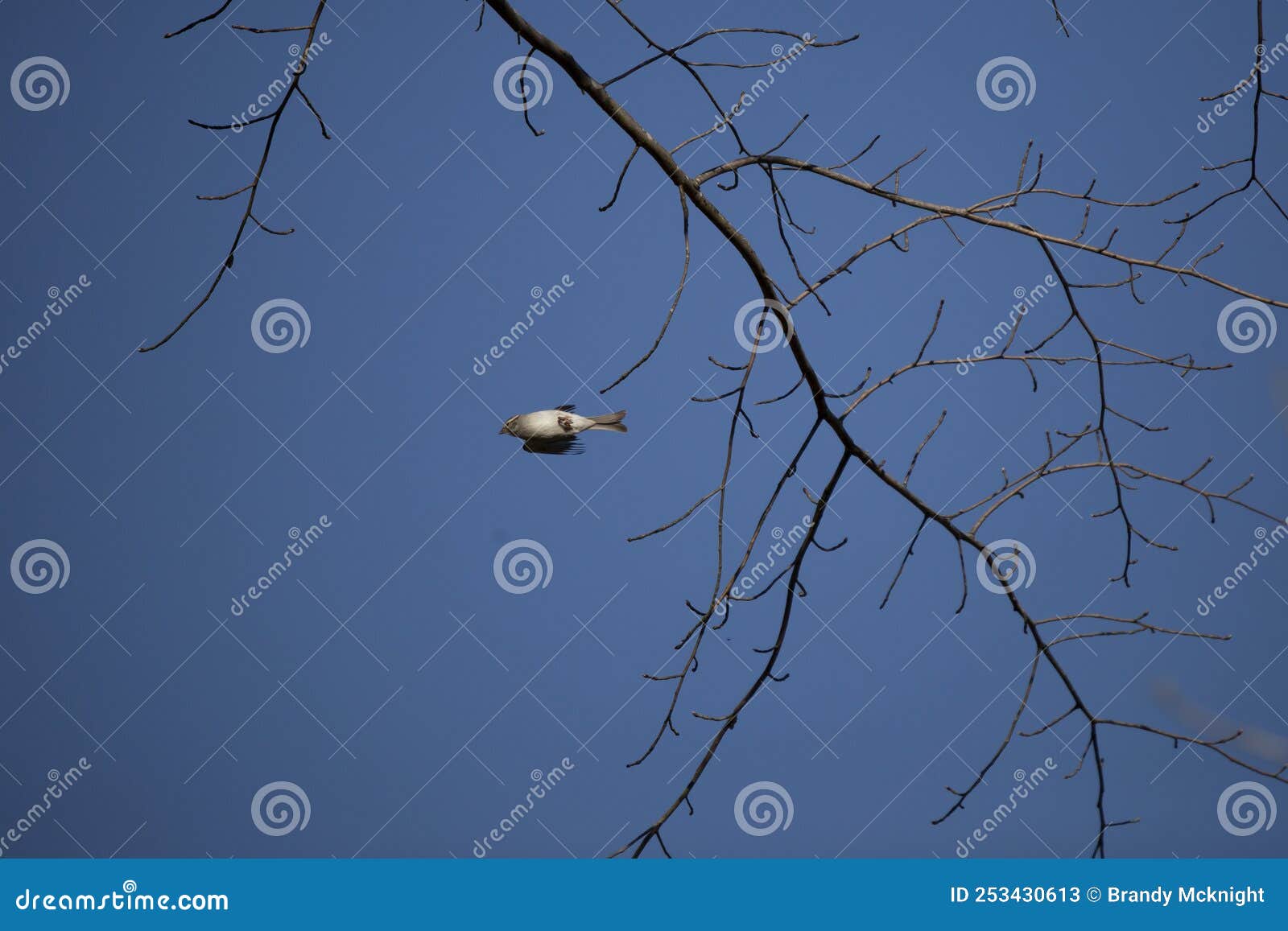 Chipping Sparrow Diving stock image. Image of life, beak - 253430613