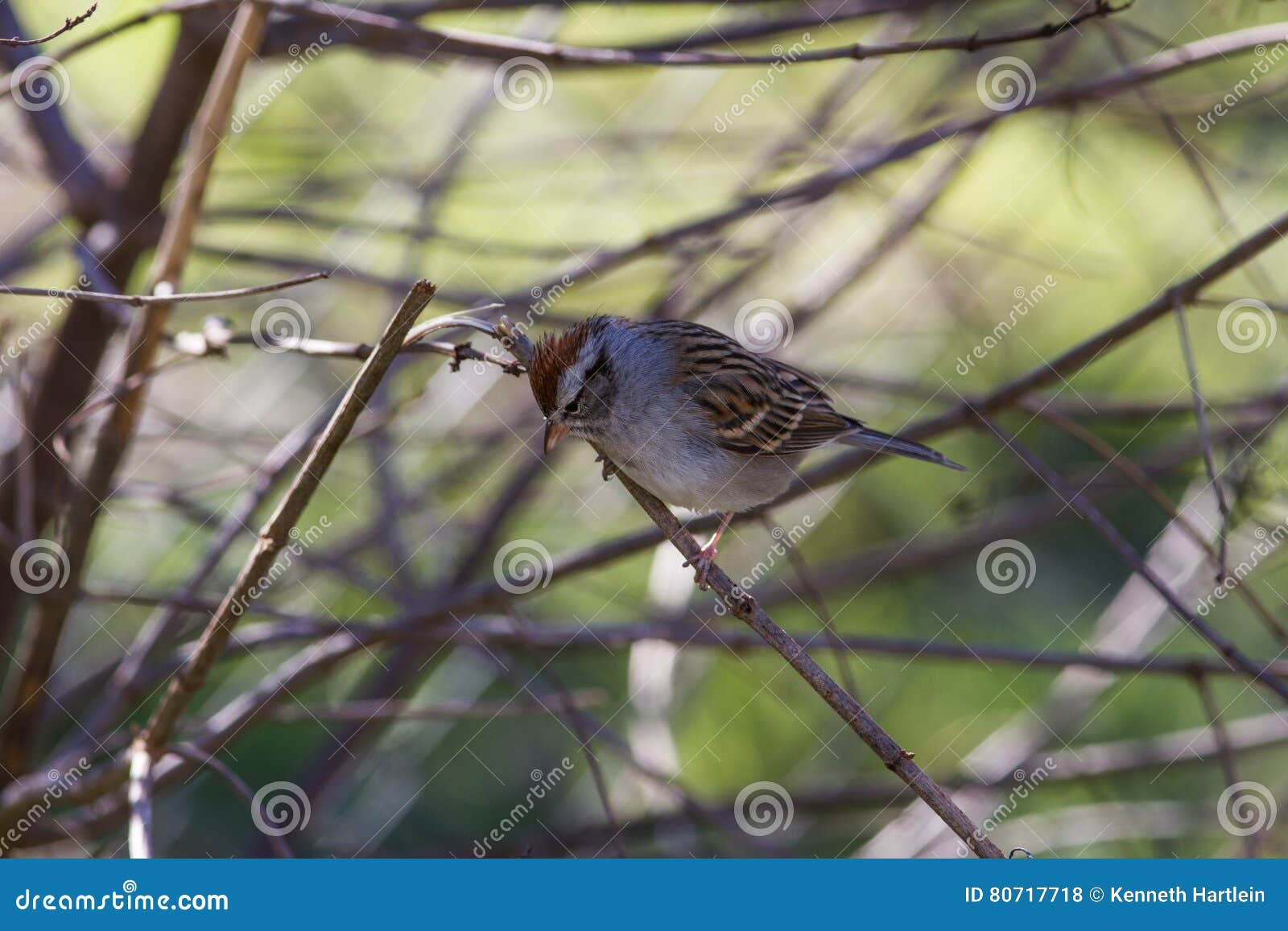 Chipping Sparrow stock photo. Image of song, sparrow - 80717718