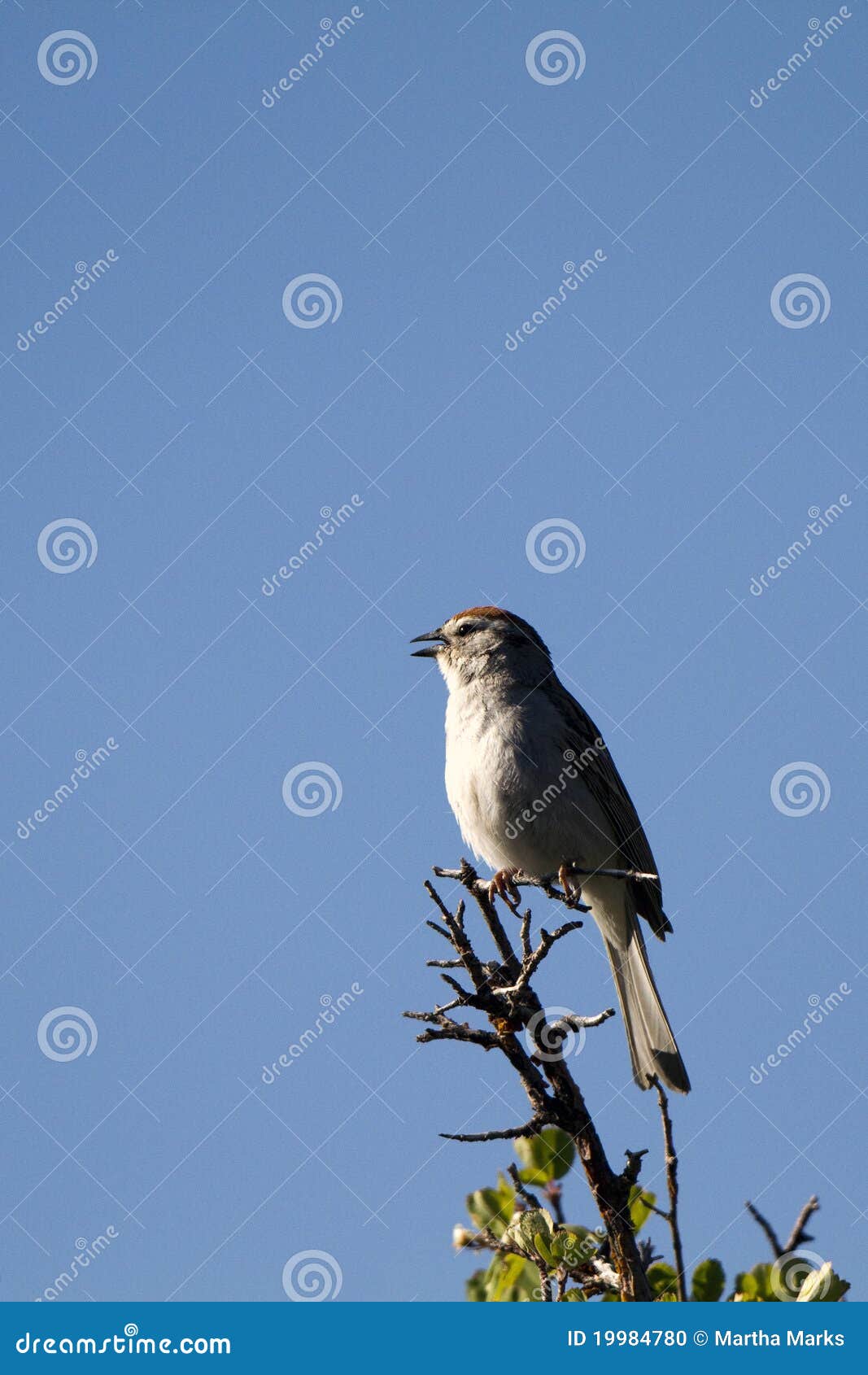 Chipping Sparrow, Spizella Passerina Stock Photo - Image of spring ...