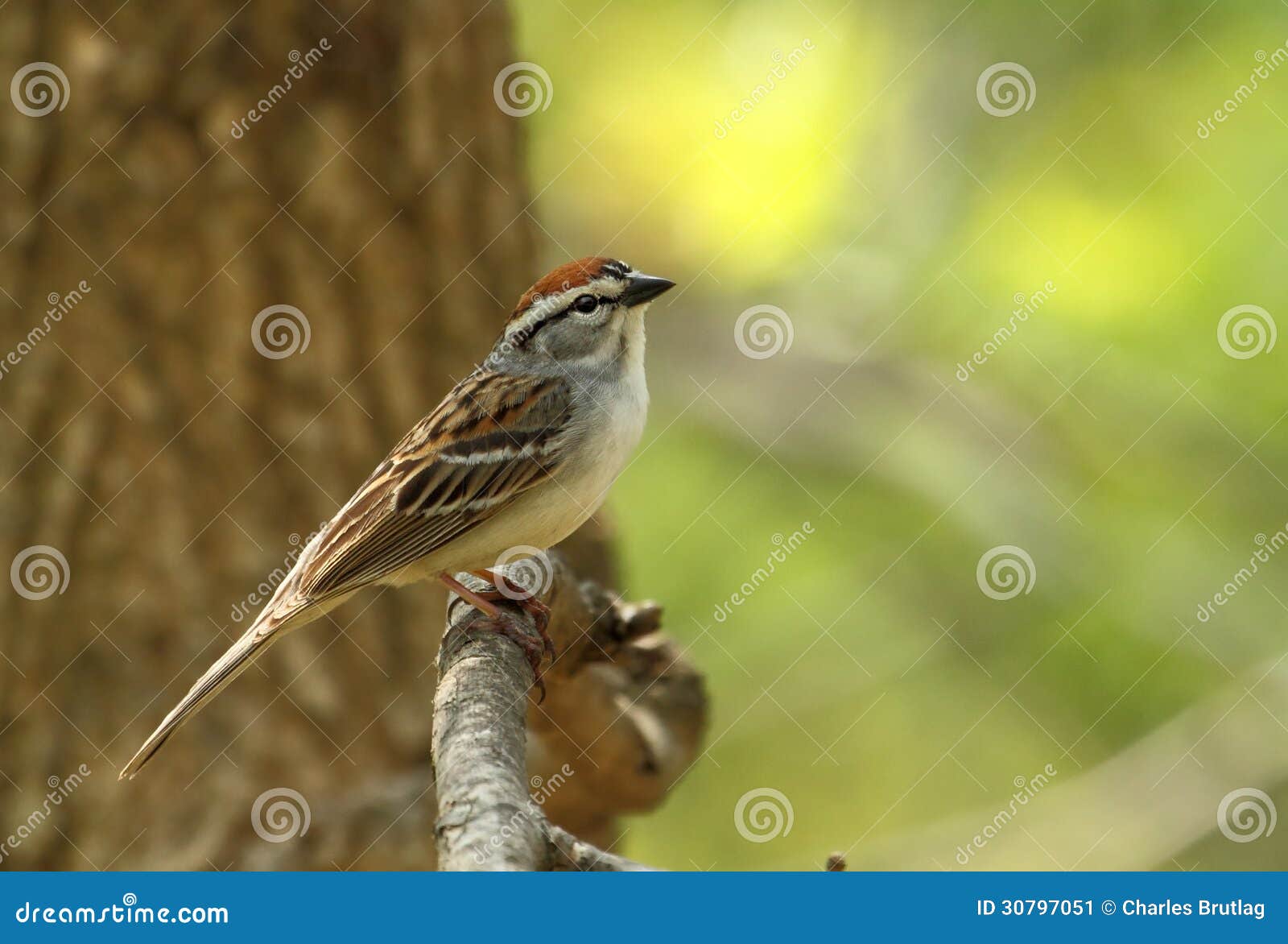 Chipping Sparrow, Spizella Passerina Stock Image - Image of songbird ...