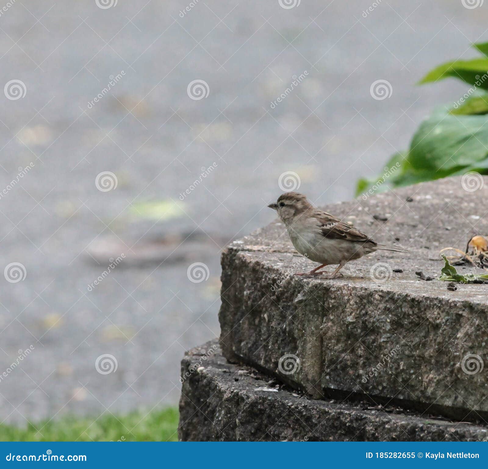 Chipping Sparrow Perched on Bricks Stock Image - Image of avian ...