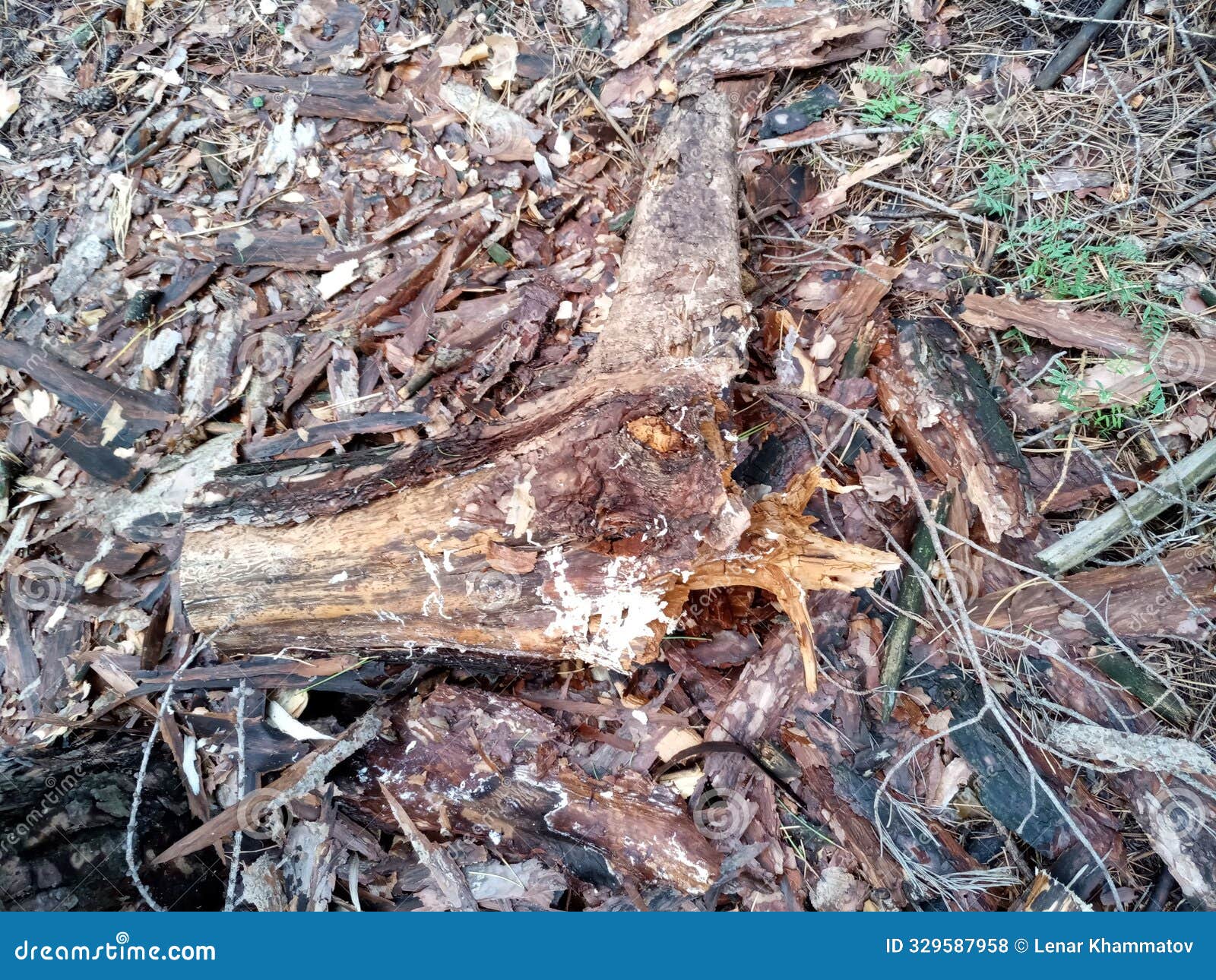 Chips of an Old Rotten Tree Stump in the Forest Scattered on the Ground ...