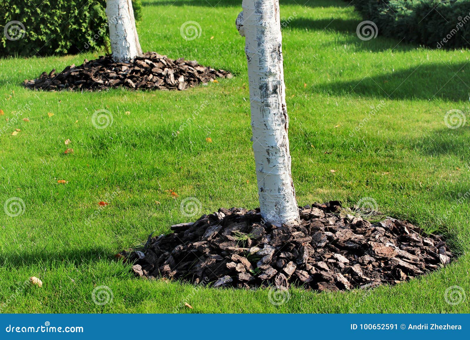 Chips of Wooden Bark Used for Mulching the Tree Trunk Stock Image ...