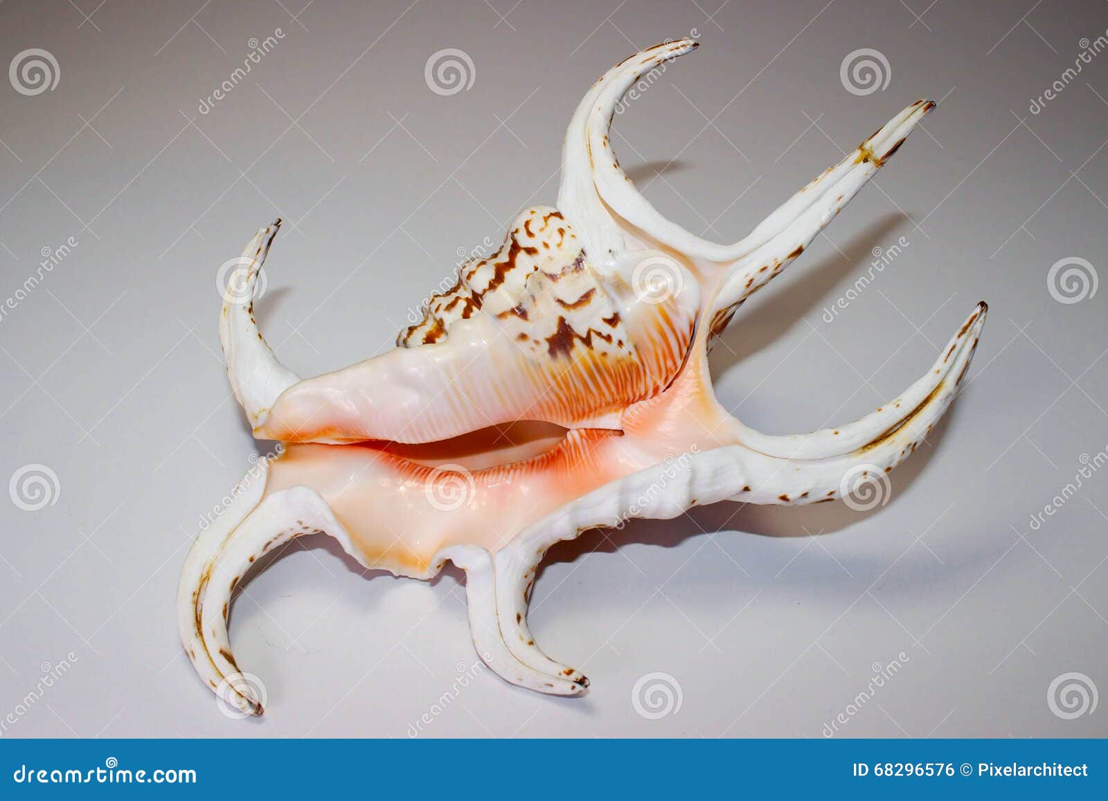 Chiragra Shell, Underside stock photo. Image of harpagochiragra - 68296576