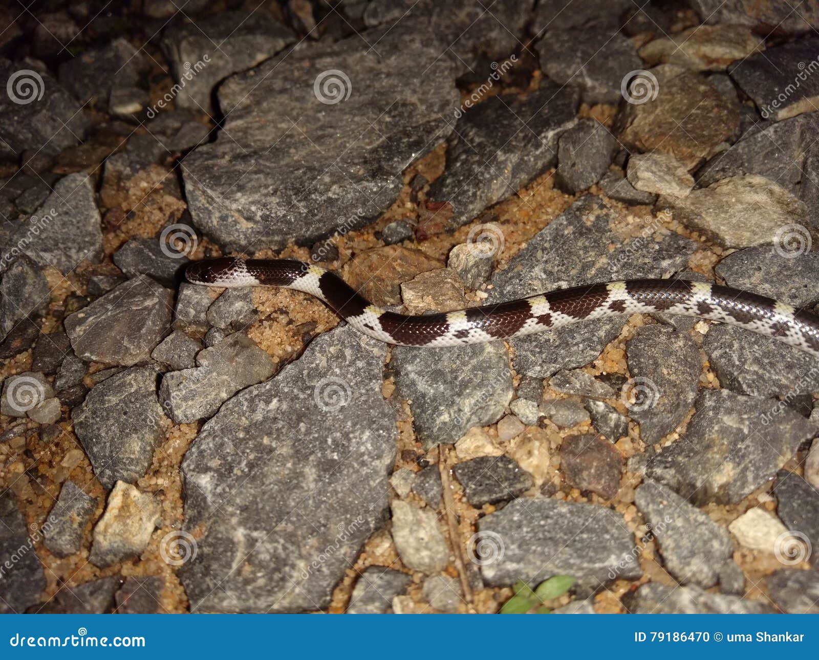 Chirimiri snake stock photo. Image of chirimiri, poison - 79186470