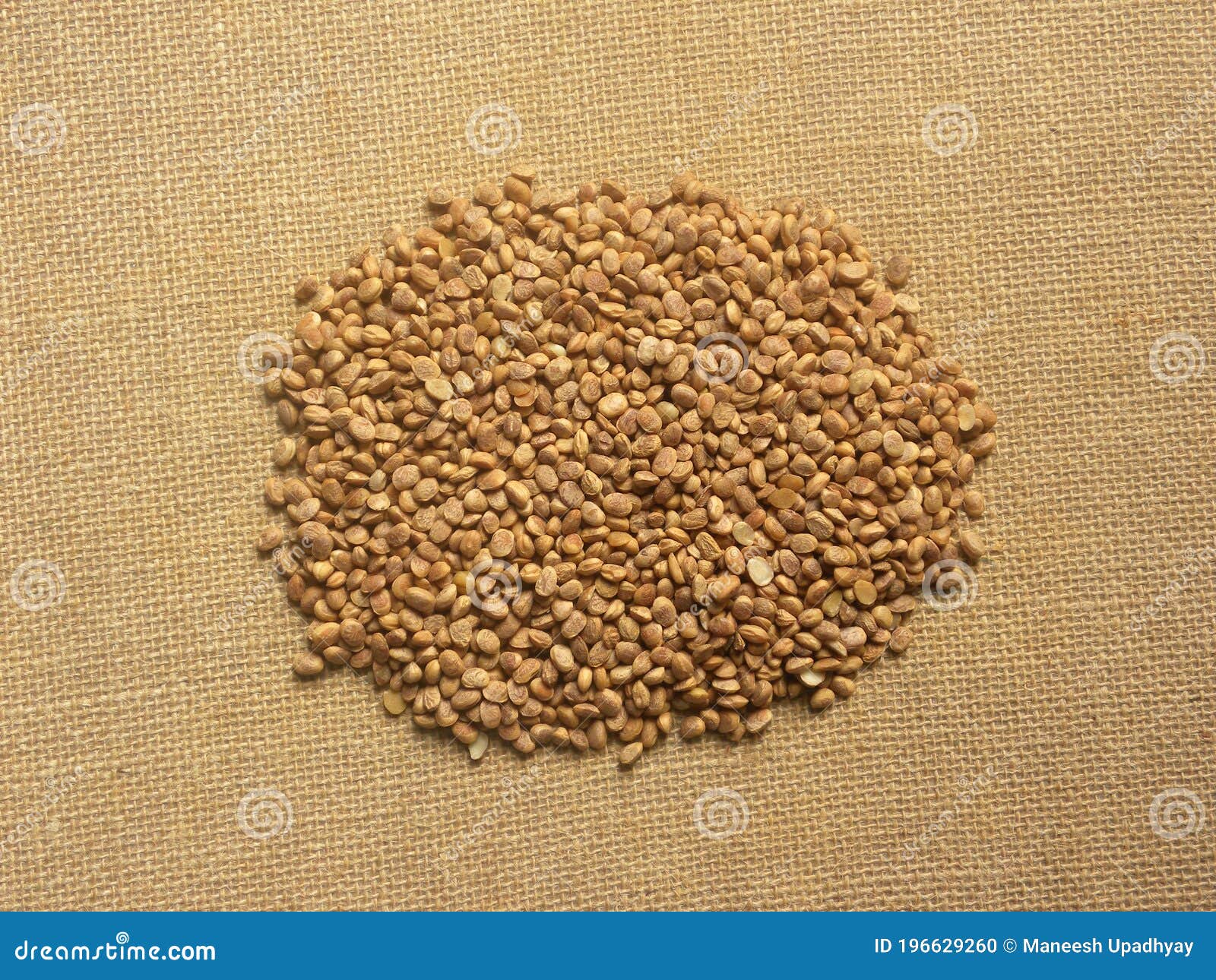 Chironji nuts stock photo. Image of indian, food, delicious - 196629260