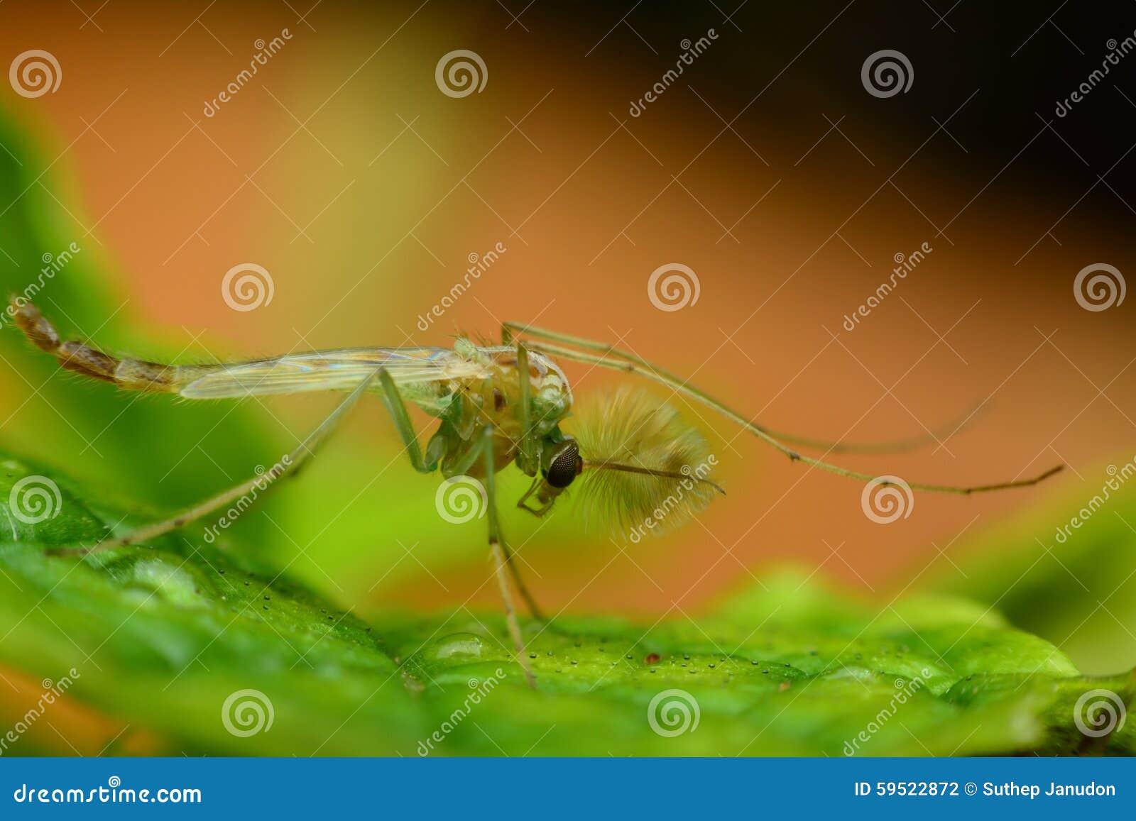 Chironomus Plumosus, Aka The Buzzer Midge. Nonbiting Midge Chironomidae ...