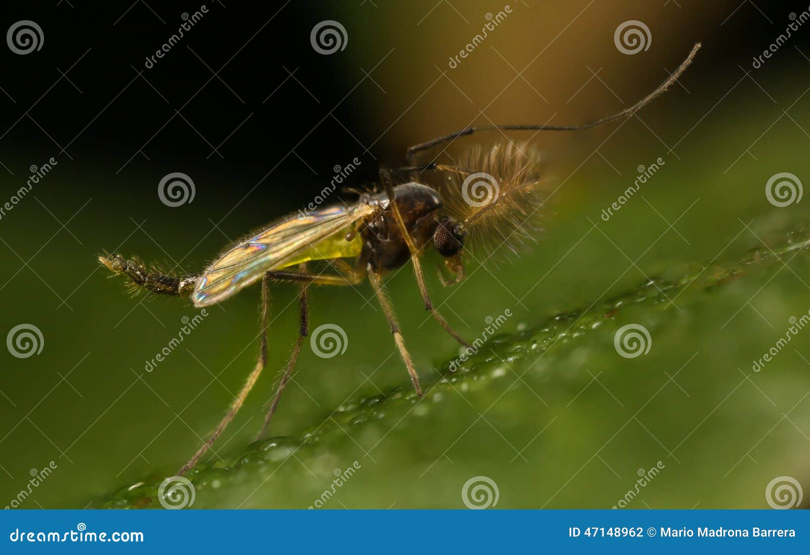 Chironomidae Mosquito Larvae Red Lake Flies Royalty-Free Stock ...