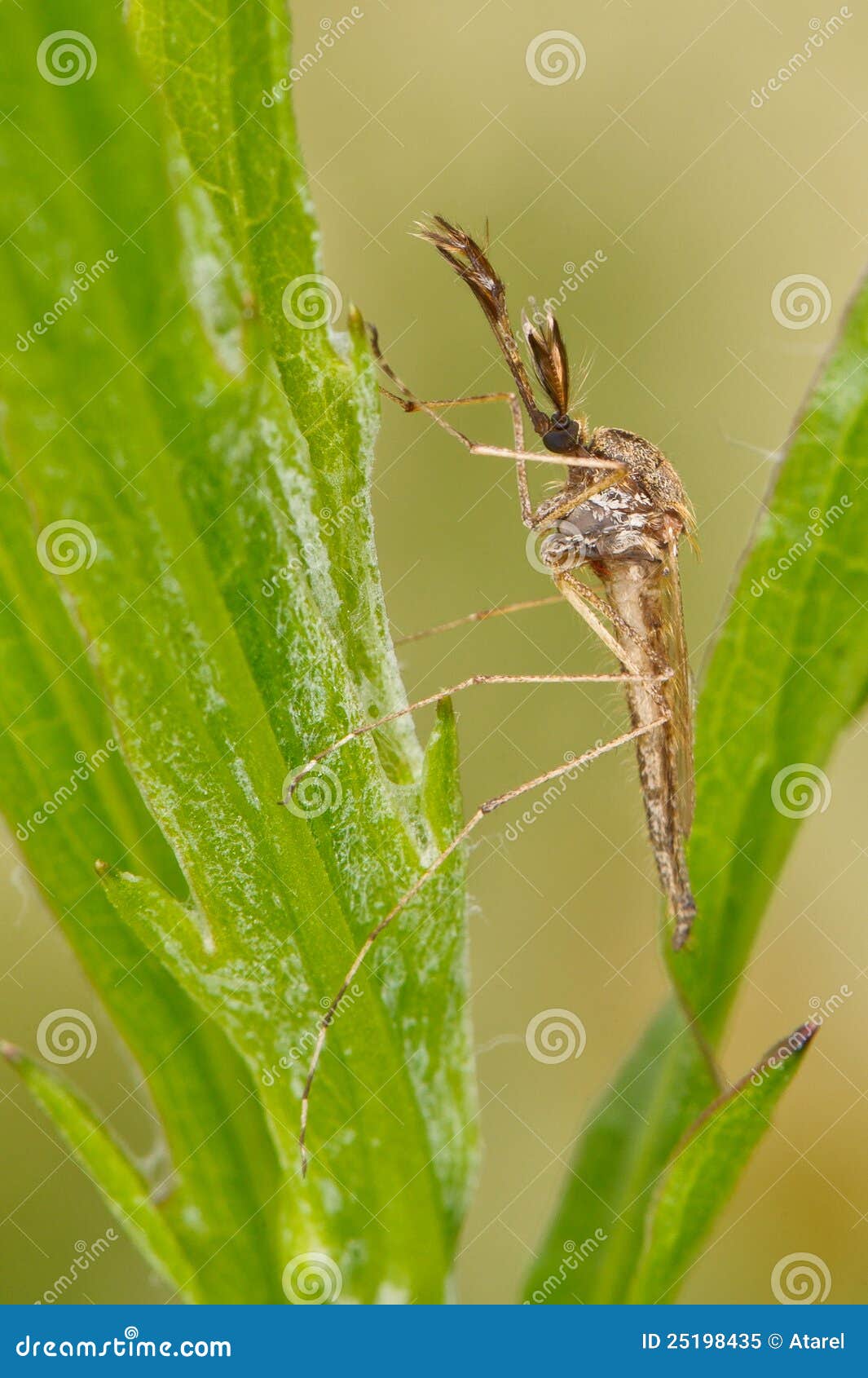 Chironomidae Mosquito Larvae Red Lake Flies Royalty-Free Stock ...