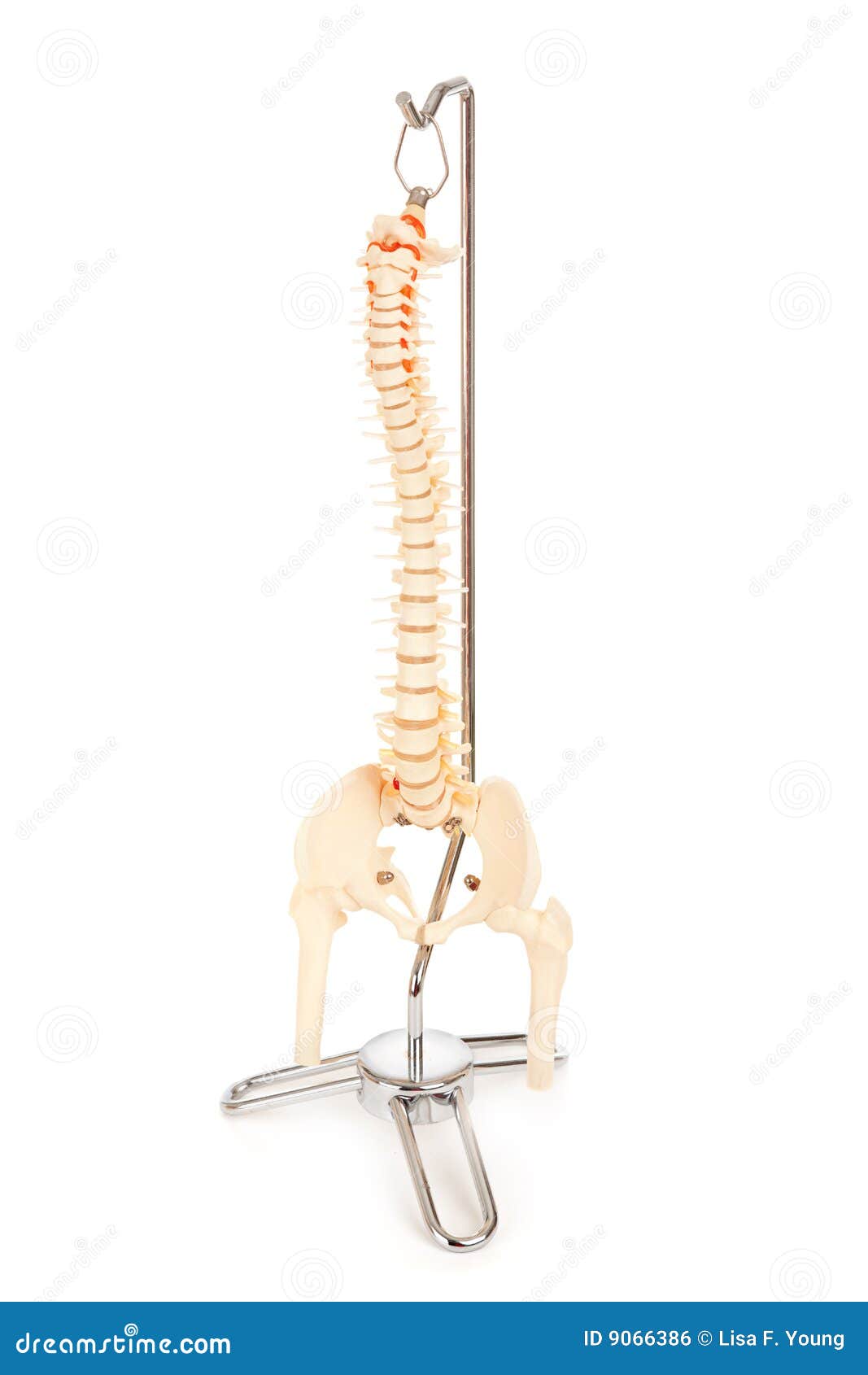 Chiropractic Model of Human Spine Stock Photo - Image of human, back ...
