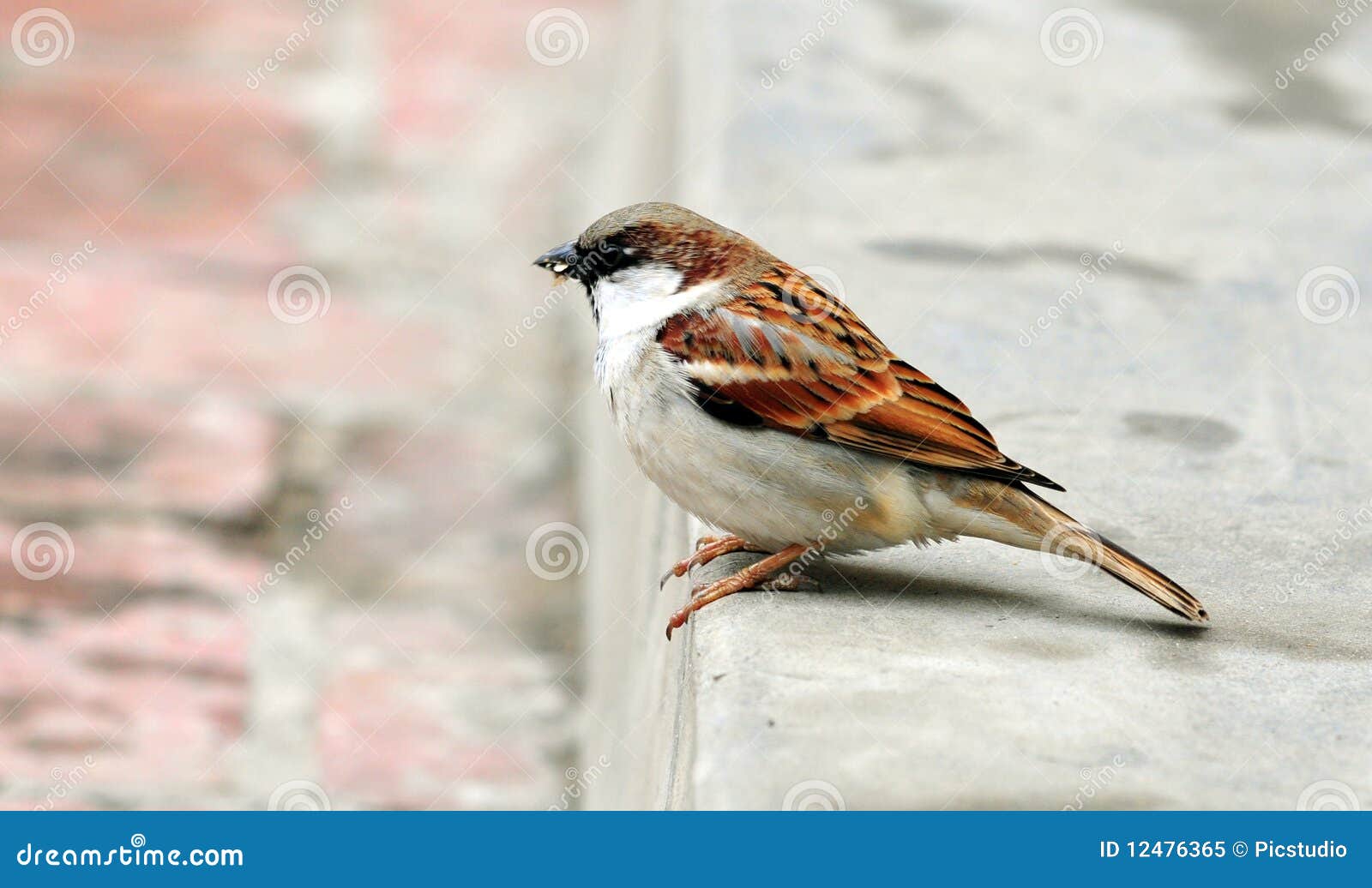 Chirping Bird Stock Image | CartoonDealer.com #12476365