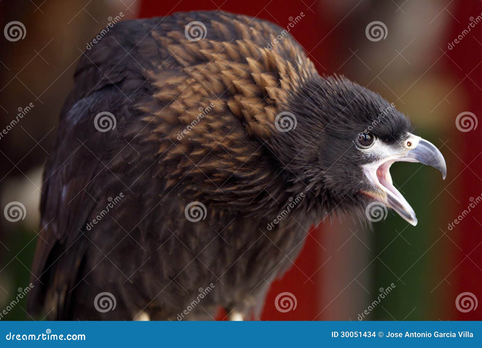 Bird stock photo. Image of wilderness, paper, twig, raging - 30051434