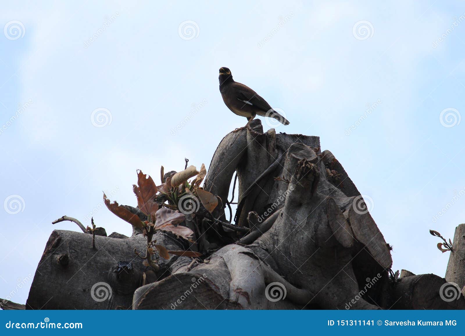 Chirping Bird Loudly on Remains of a Tree Stock Image - Image of bottom ...