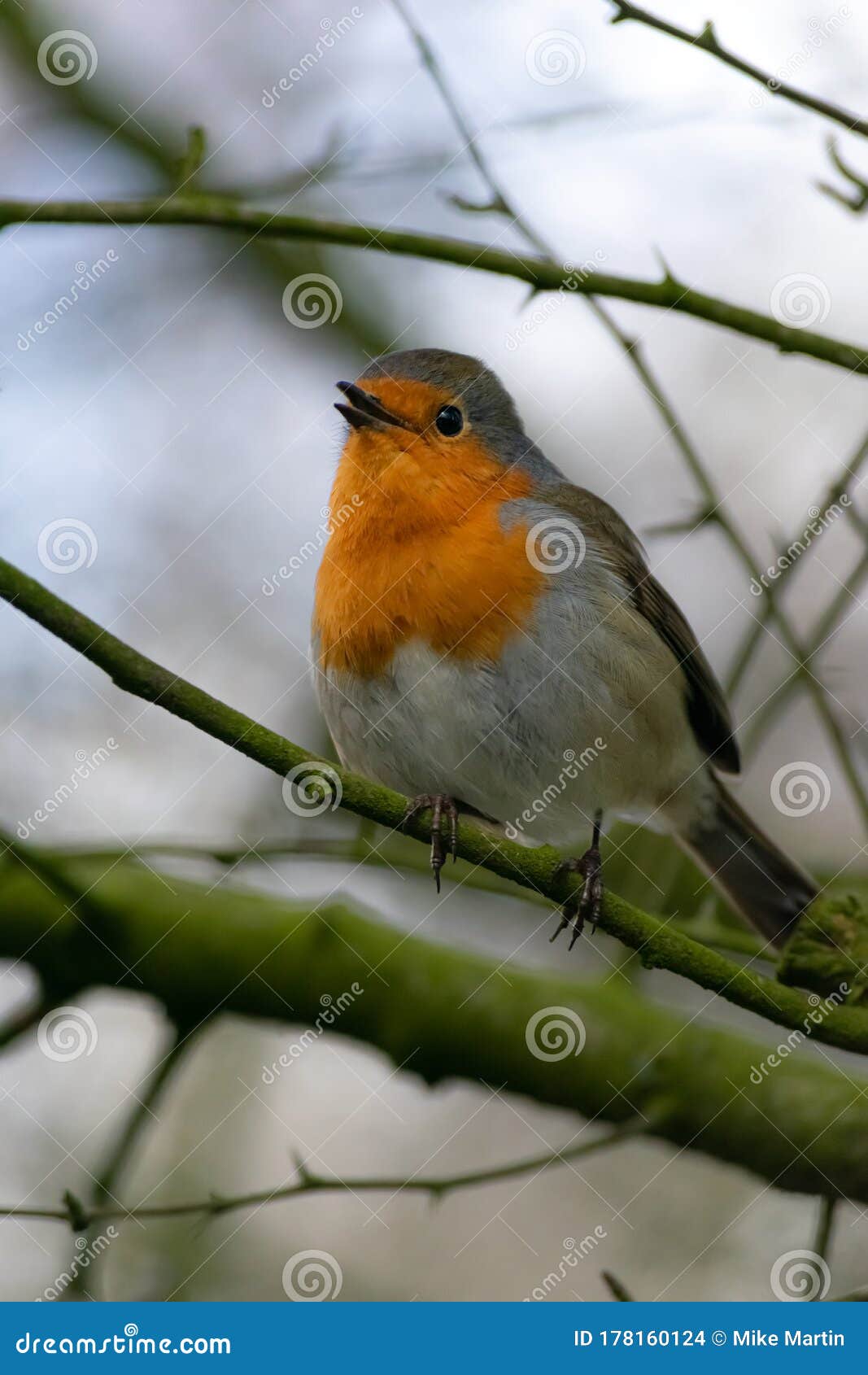 Chirping Bird stock photo. Image of song, ornithology - 178160124